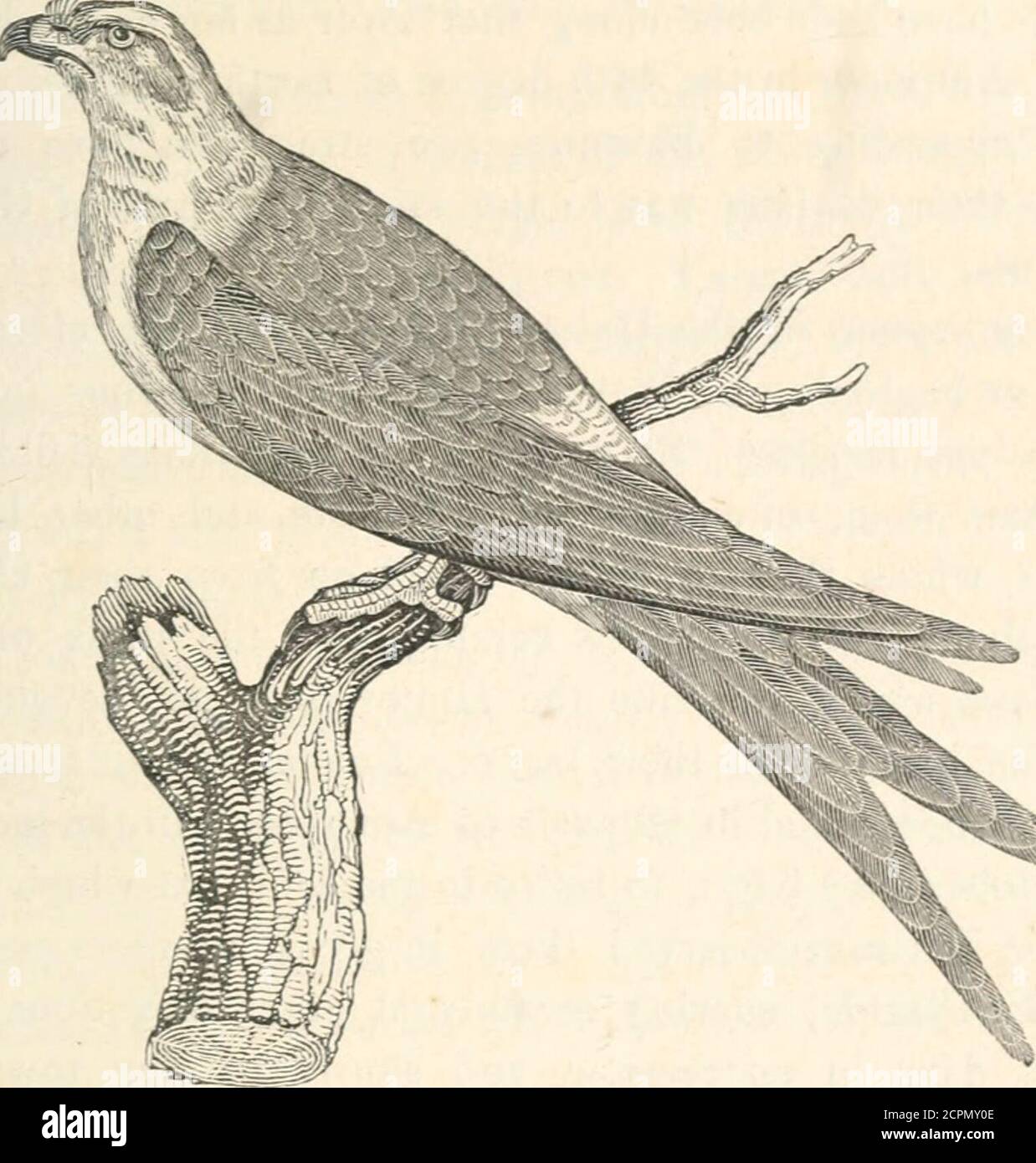 . A manual of the ornithology of the United States and of Canada : the ...