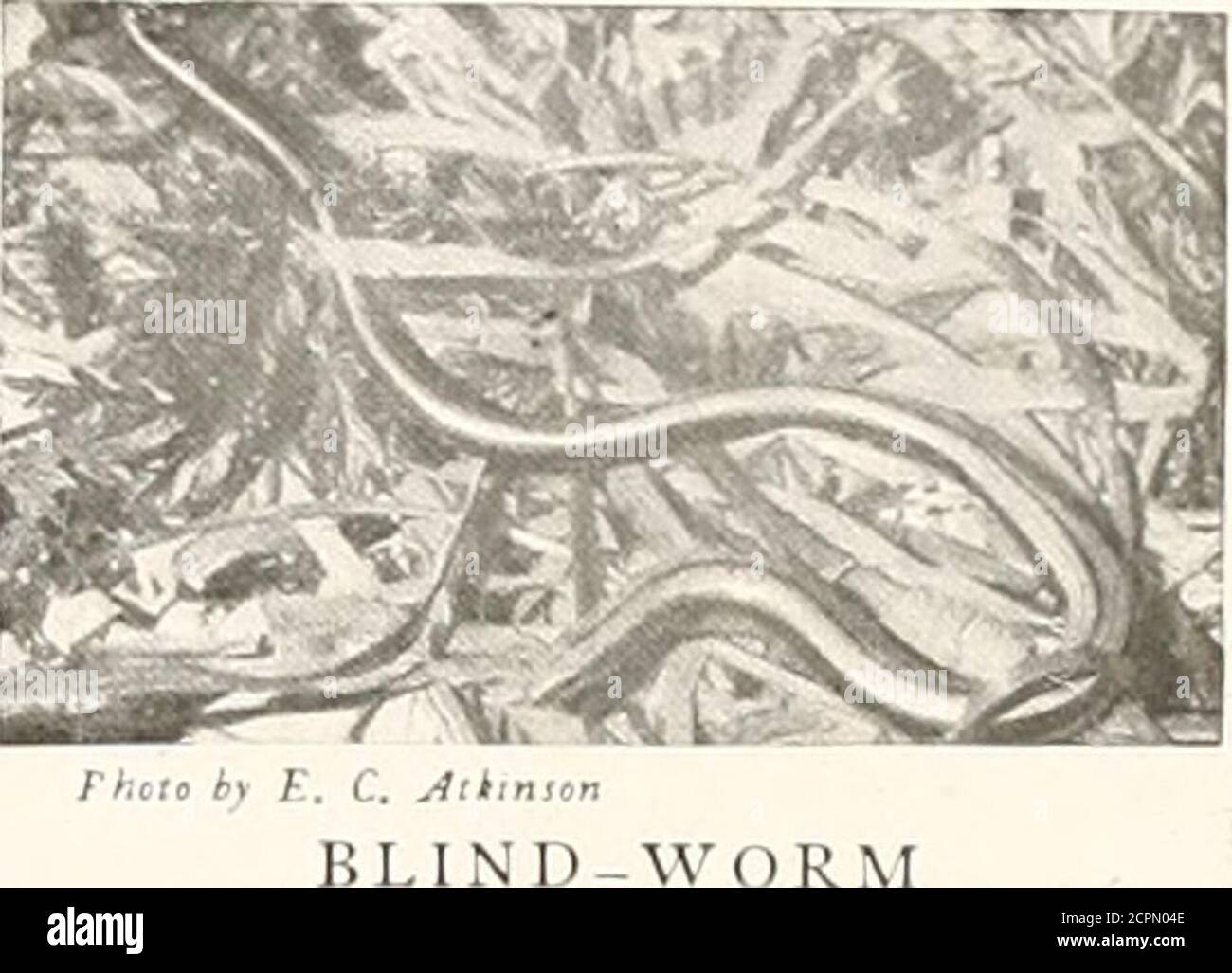 . Birds of other lands, reptiles, fishes, jointed animals and lower ...