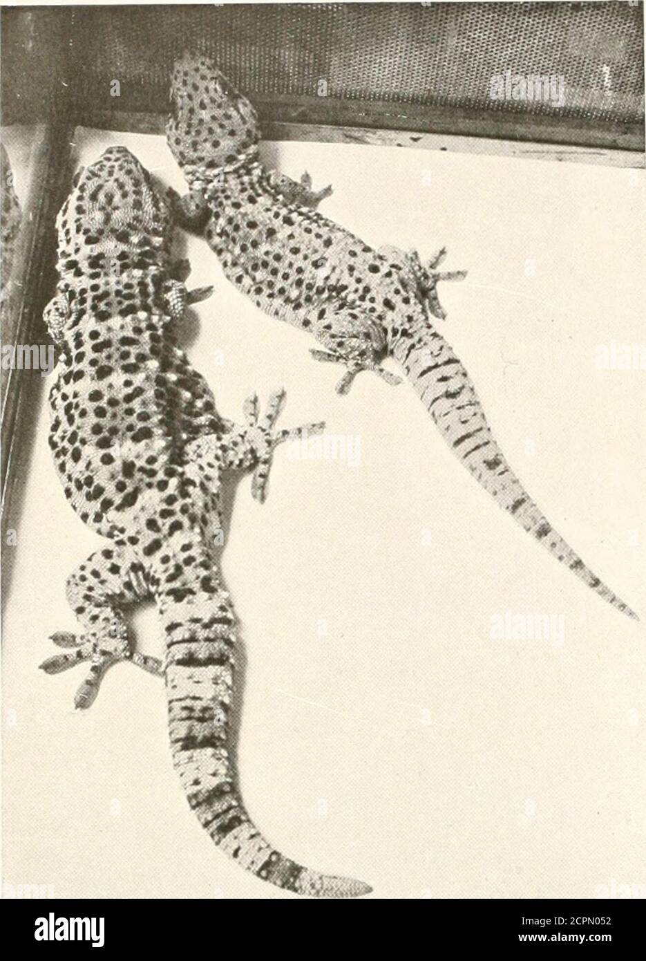 Cat eye slit hi-res stock photography and images - Alamy