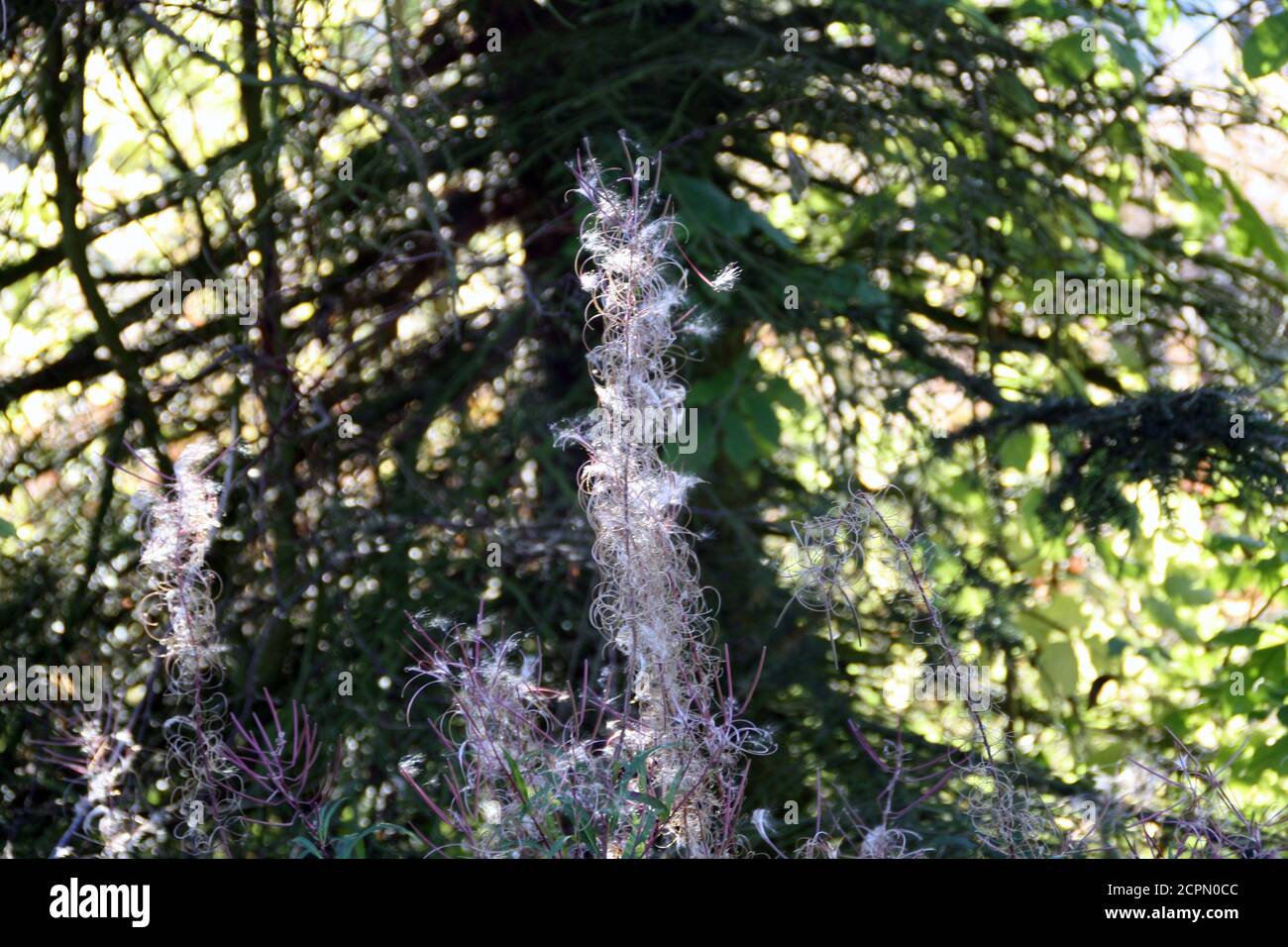 Red thimble hi-res stock photography and images - Alamy