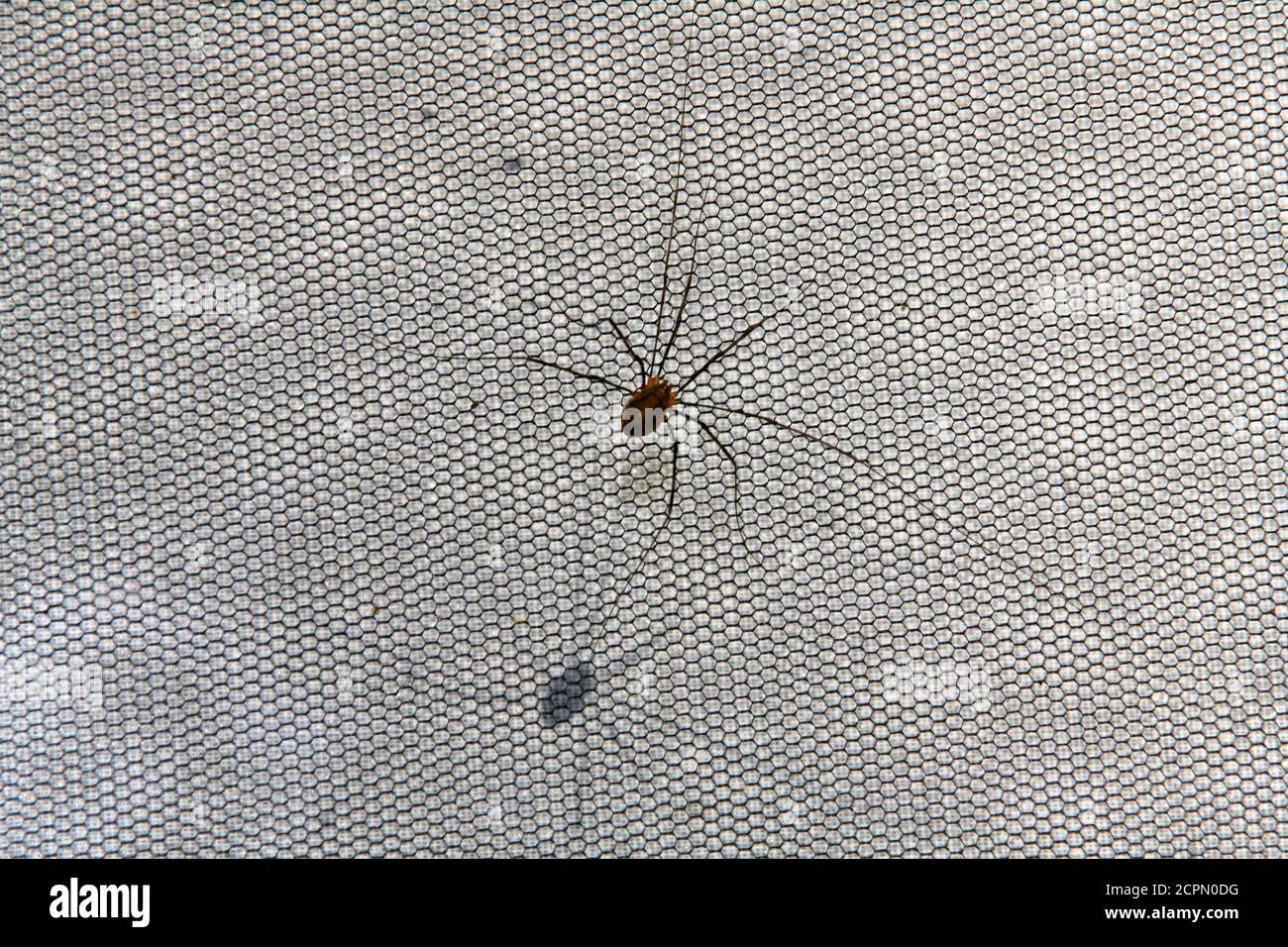 Spider at the window Stock Photo - Alamy