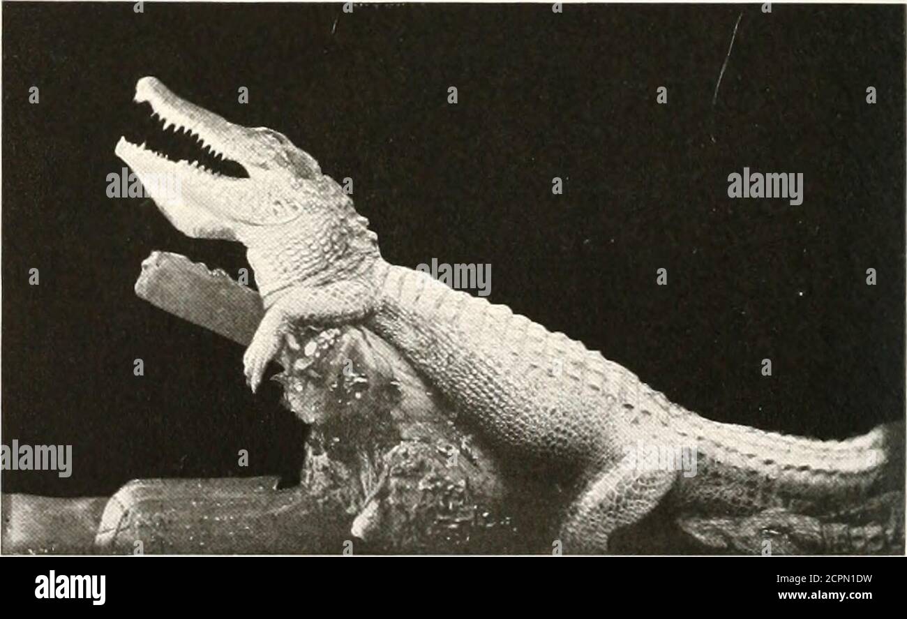 Recurved teeth hi-res stock photography and images - Alamy