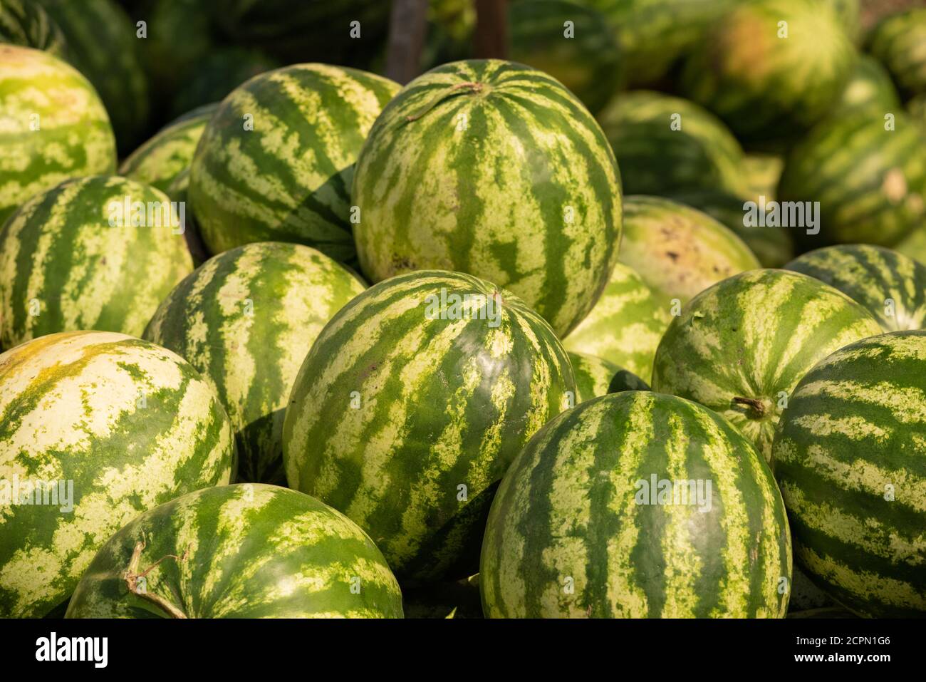 Pile of watermelons. Heap of watermelon at farmers market Stock Photo ...