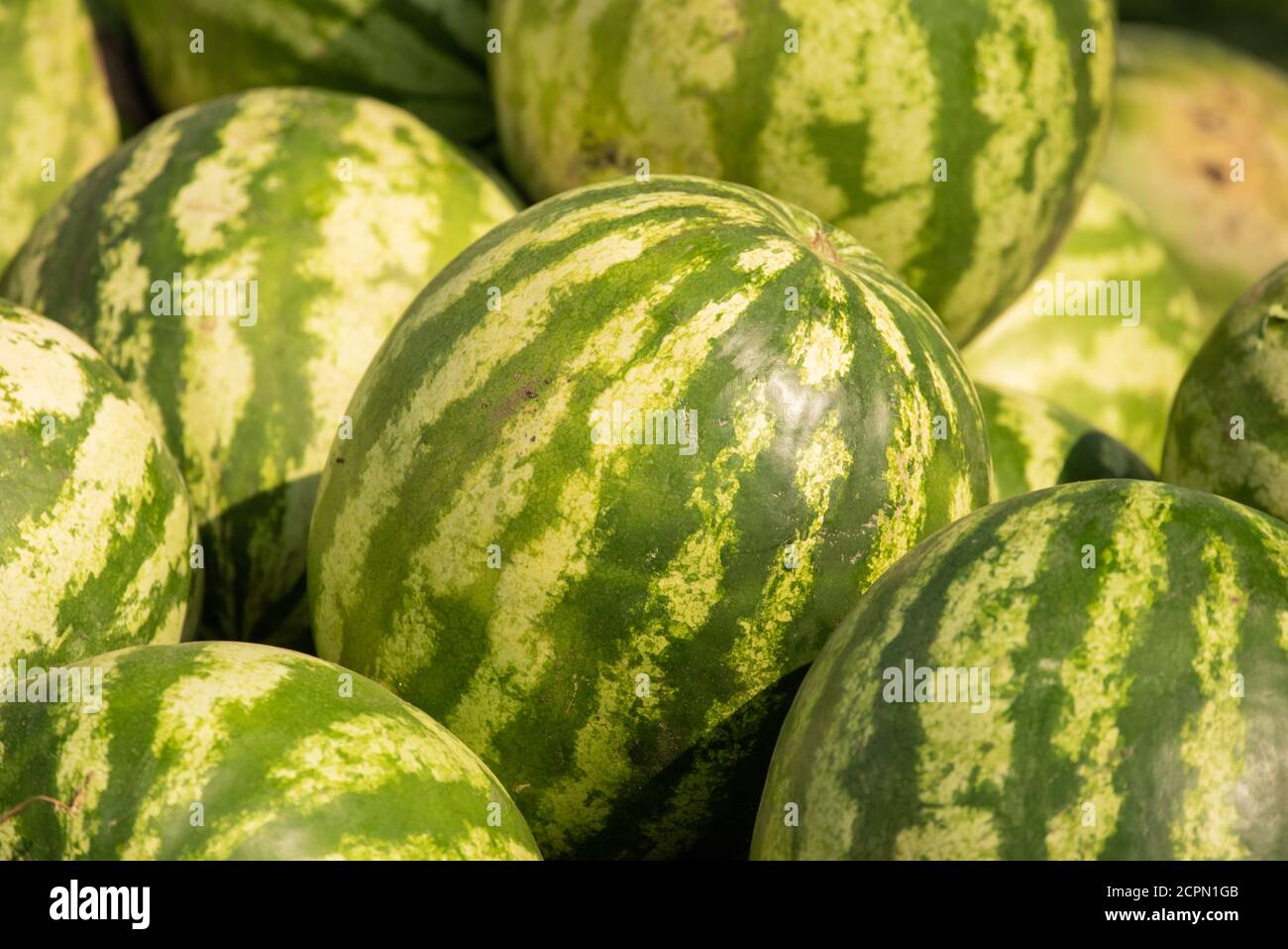 Pile of watermelons. Heap of watermelon at farmers market Stock Photo ...