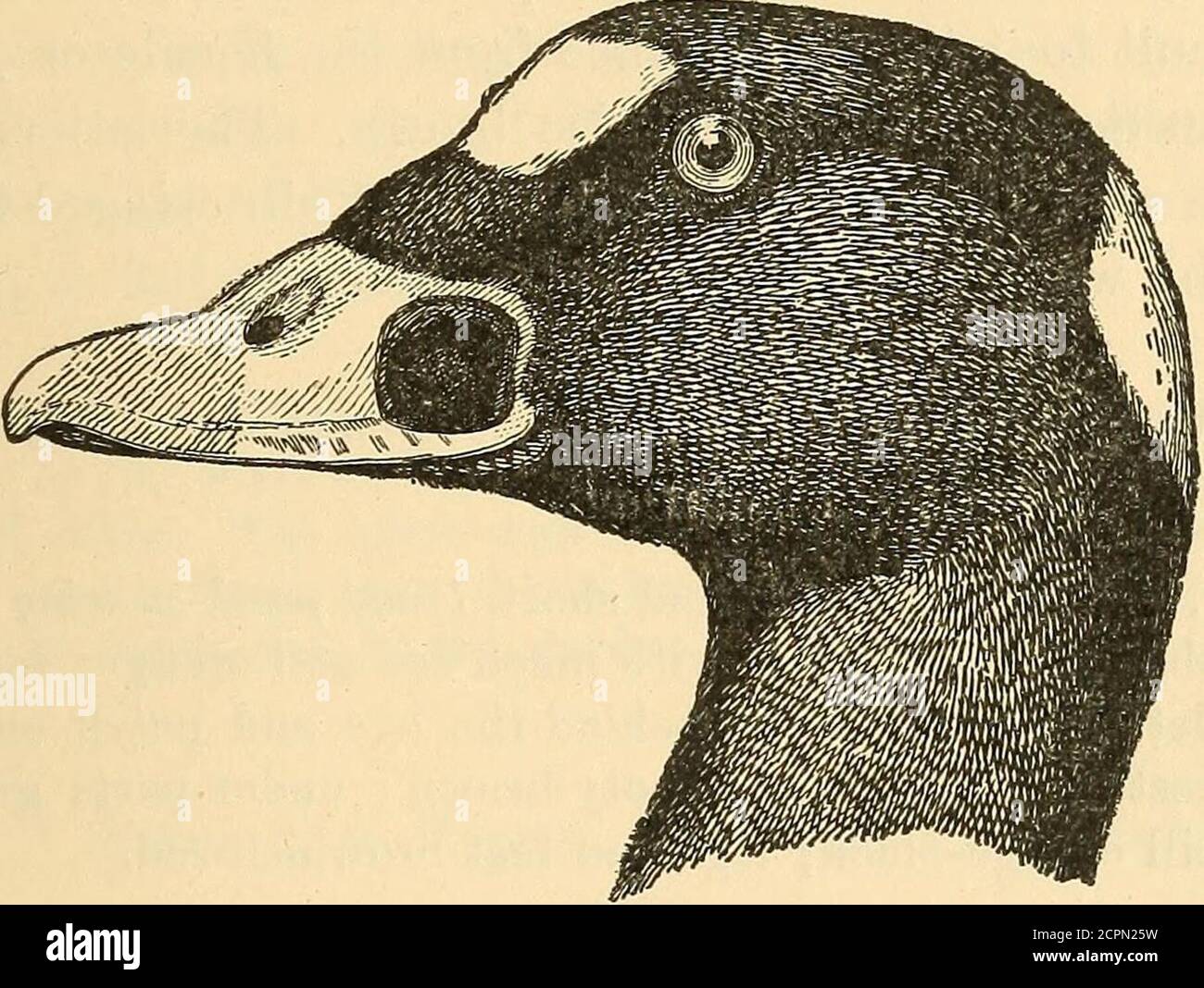 Yellow forehead duck hi-res stock photography and images - Alamy