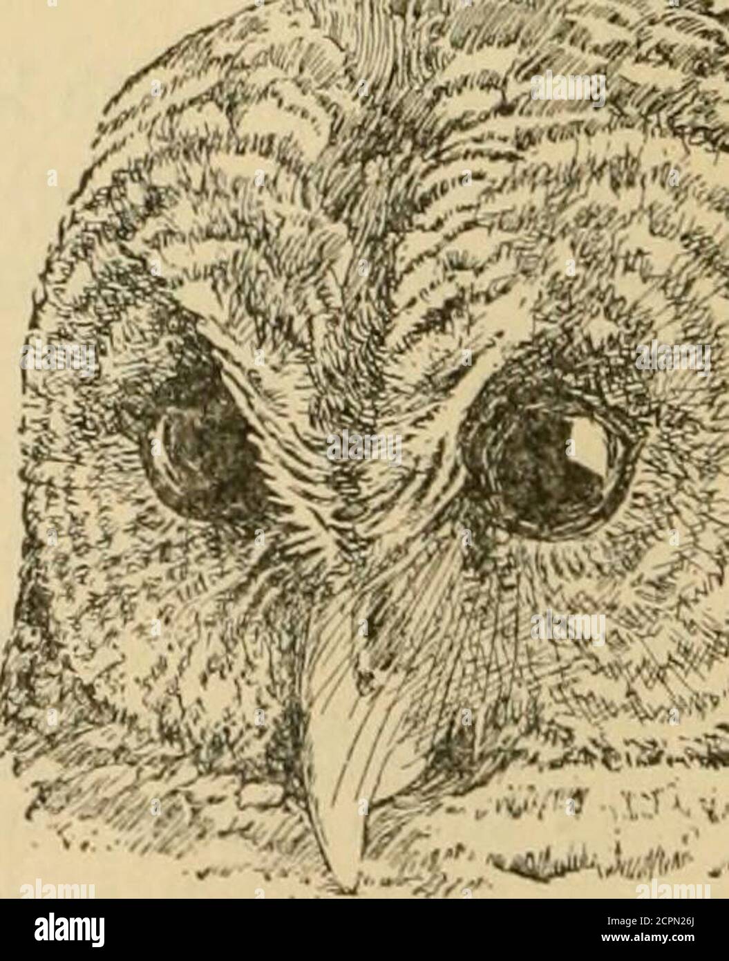 . Handbook of birds of eastern North America, with keys to the species ...