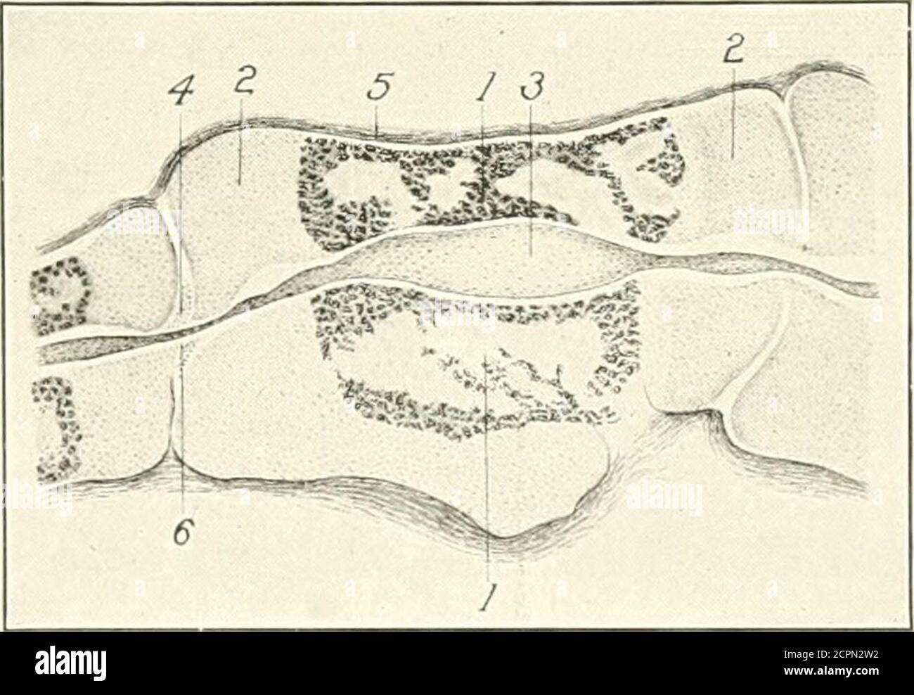 . The development of the chick; an introduction to embryology . Fig ...