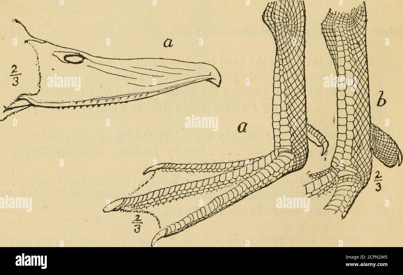 Toe without nail hi-res stock photography and images - Alamy