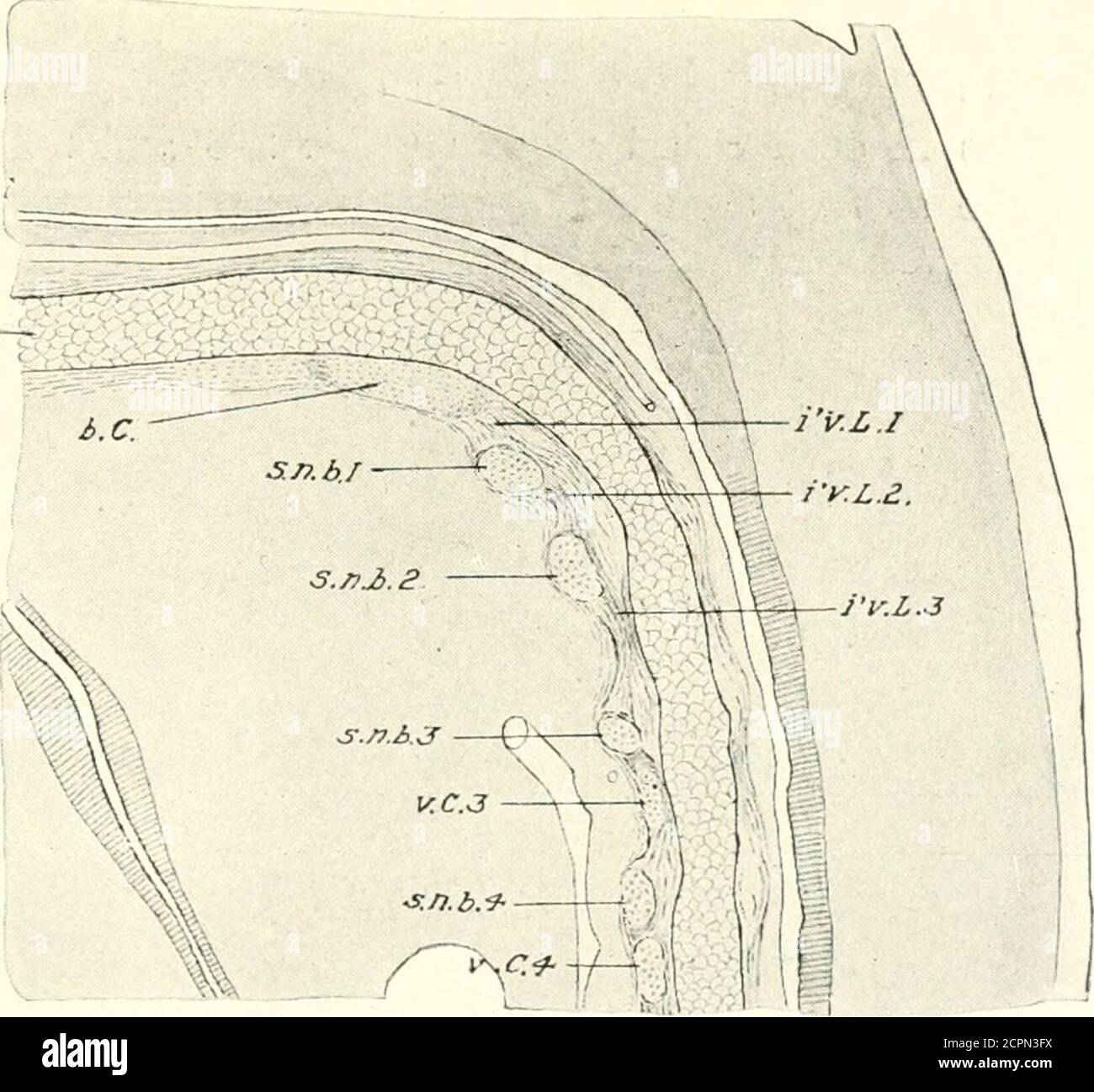 . The development of the chick; an introduction to embryology . inclu ...