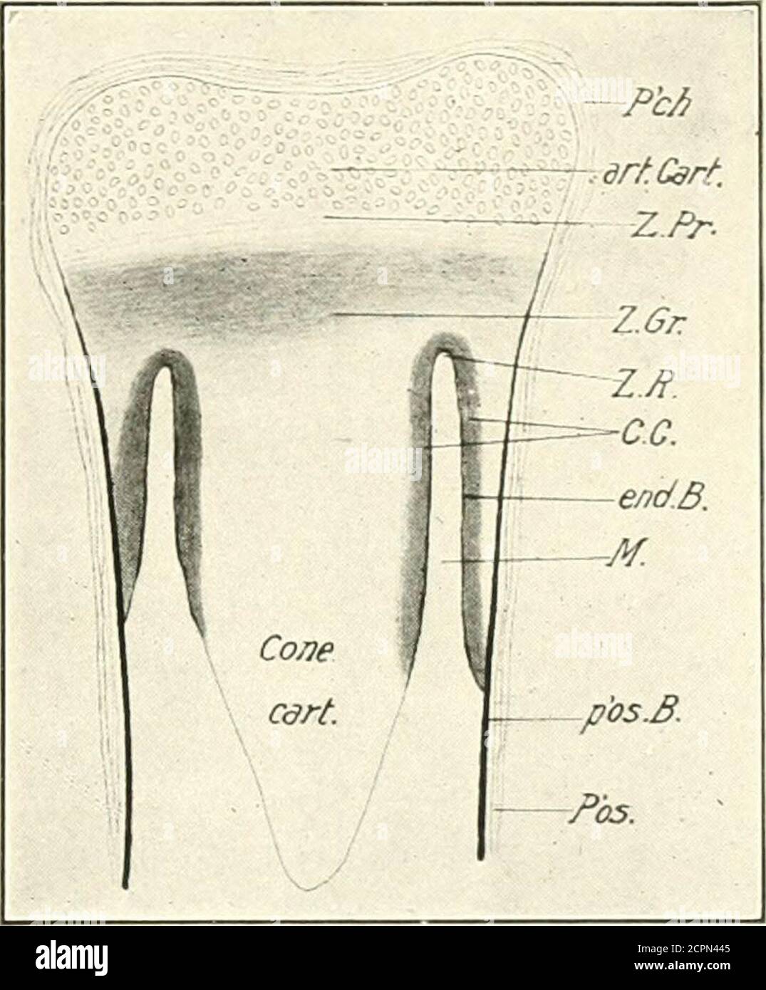. The development of the chick; an introduction to embryology ...