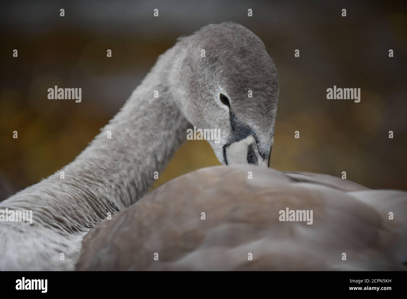 swans on Chasewater lake in staffordshire Stock Photo - Alamy