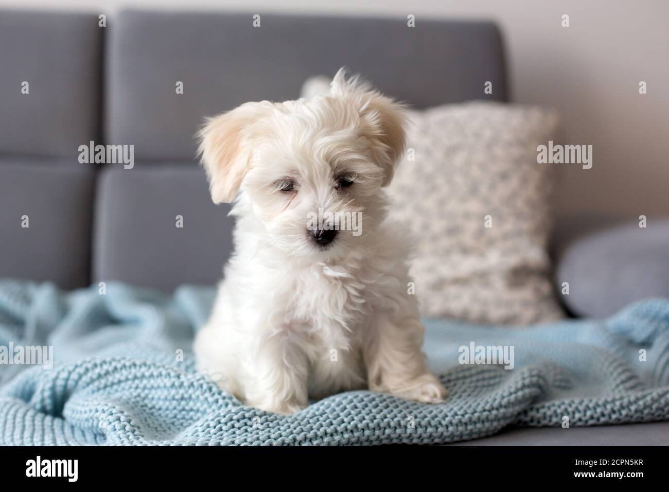 Cute Maltese Puppy Dog Cute Maltese Puppy Adorable Beautiful Adorable ...