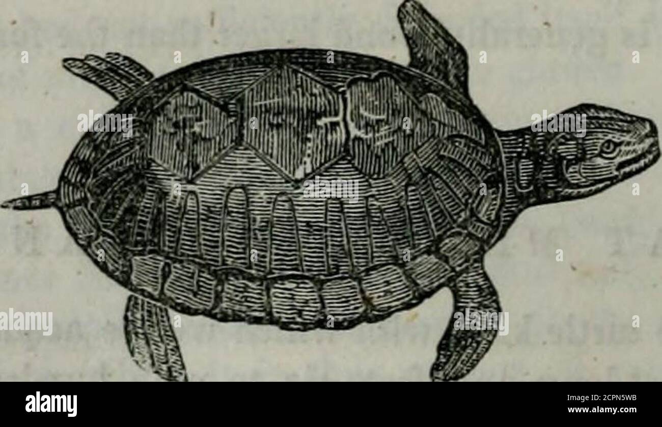 Eight man shell hi-res stock photography and images - Alamy