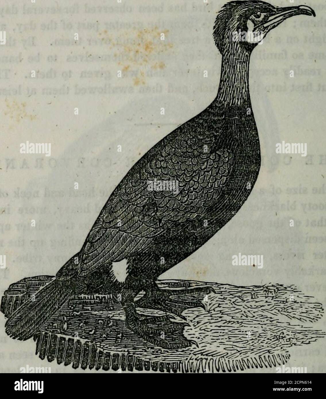 Upper mandible bill tip hi-res stock photography and images - Alamy