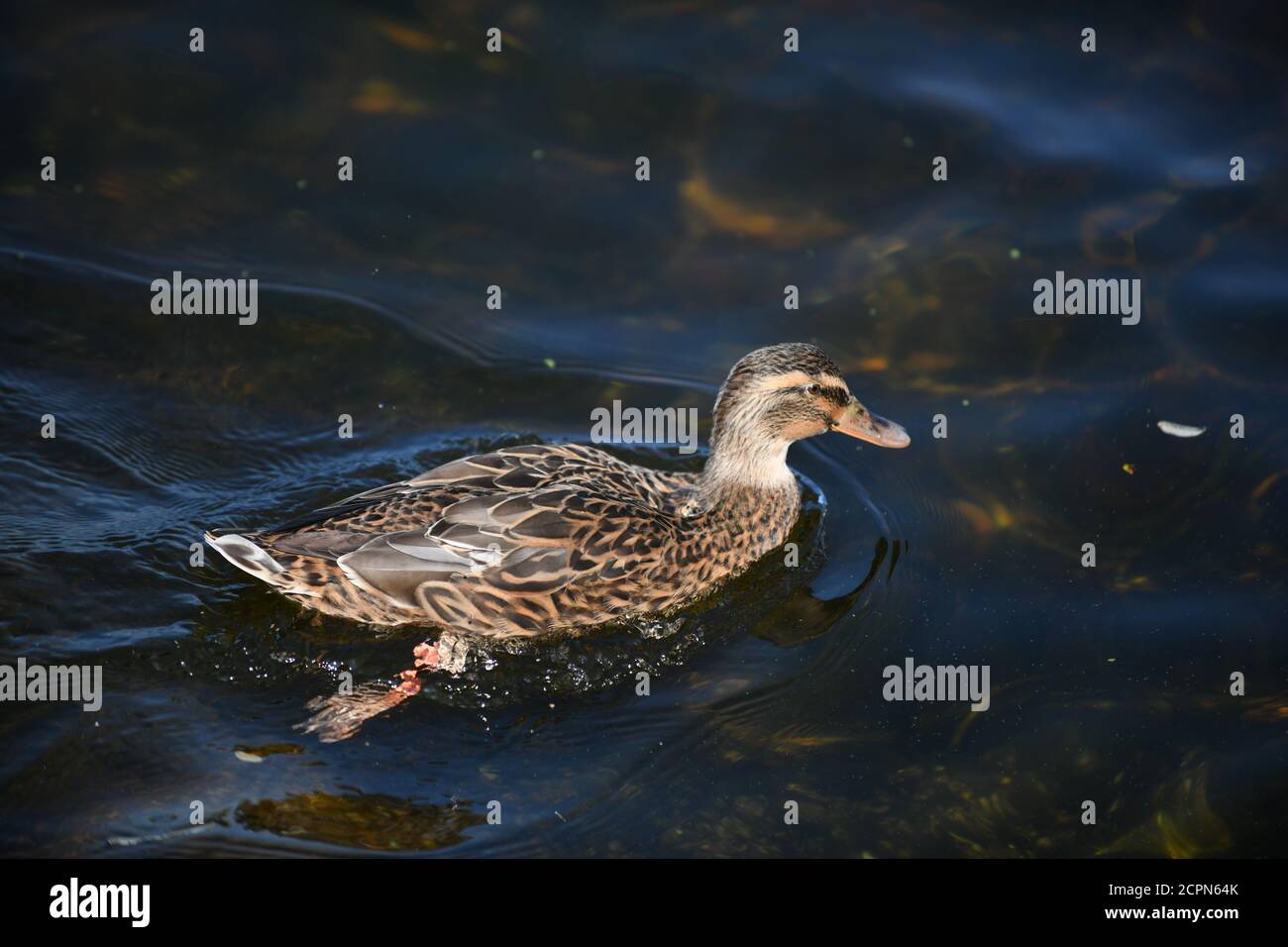 swans on Chasewater lake in staffordshire Stock Photo - Alamy