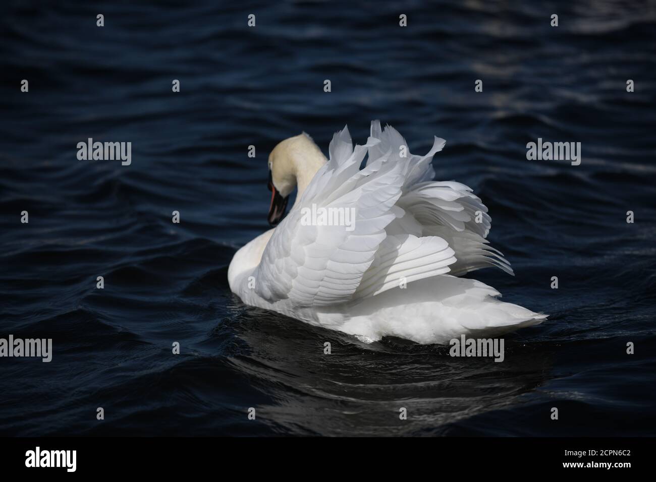 swans on Chasewater lake in staffordshire Stock Photo - Alamy