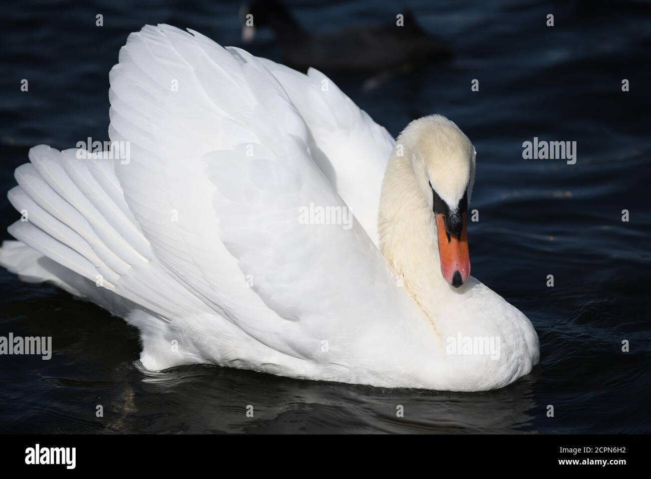 swans on Chasewater lake in staffordshire Stock Photo - Alamy