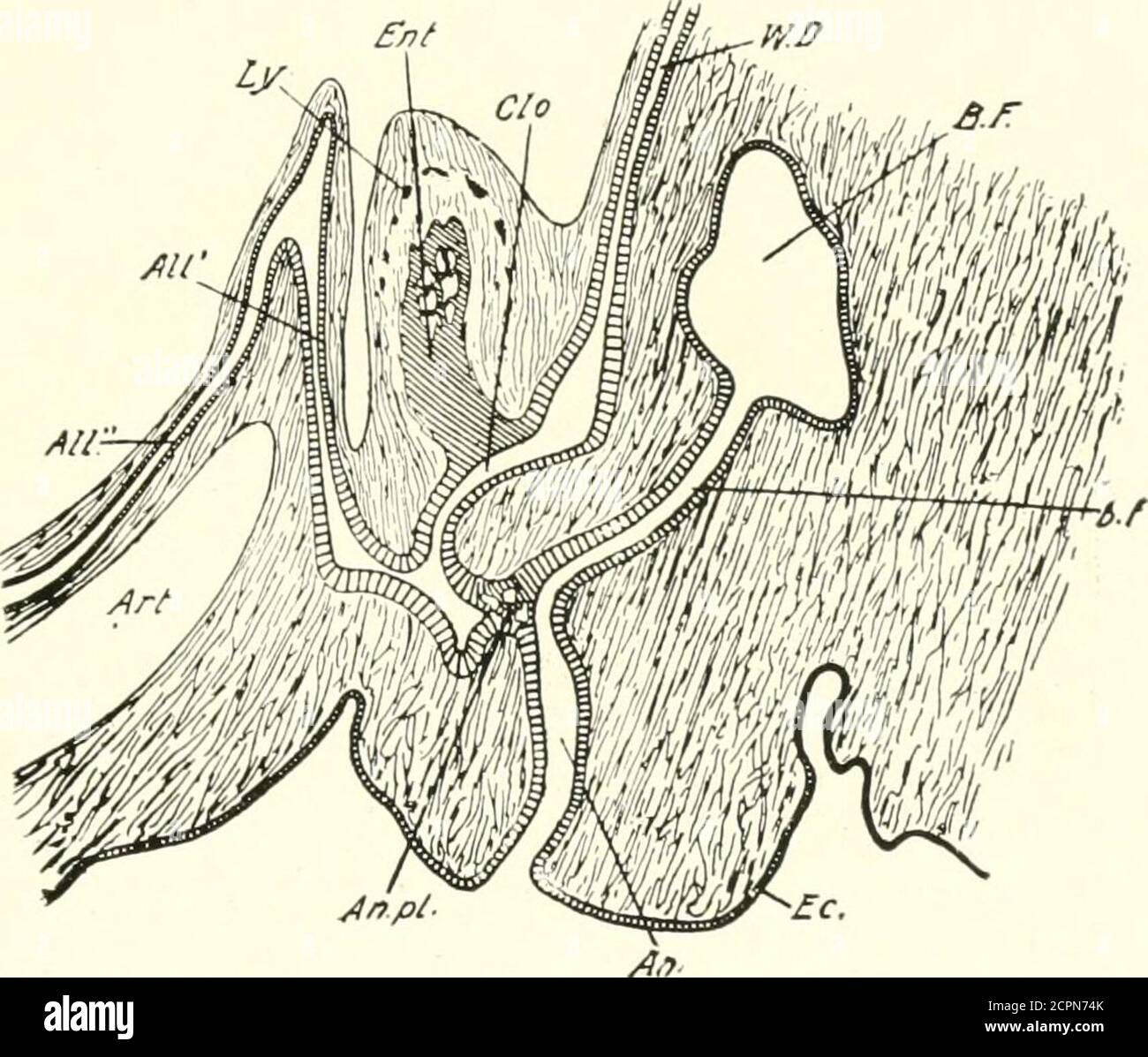 . The development of the chick; an introduction to embryology ...