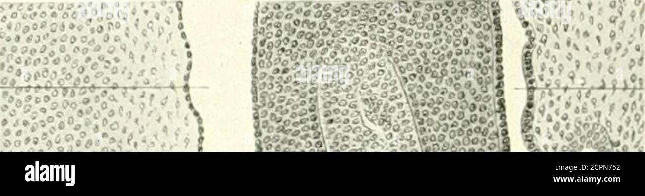 . The development of the chick; an introduction to embryology . nd of ...