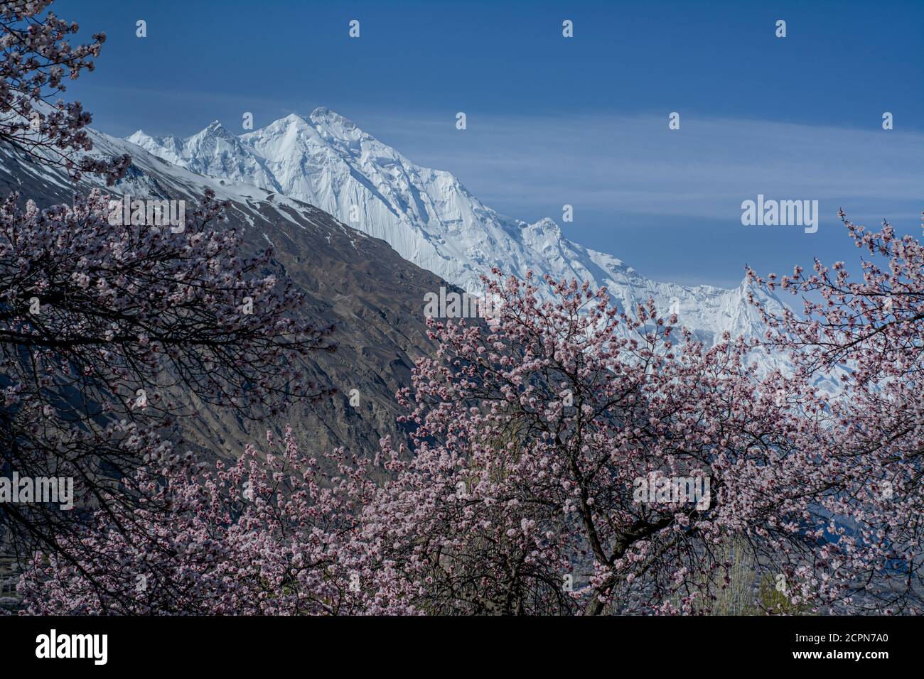 land scape photography od spring , cherry blossom and apricot blossom ...