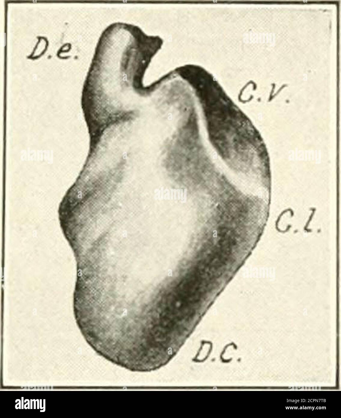 . The development of the chick; an introduction to embryology . ex.au.M ...