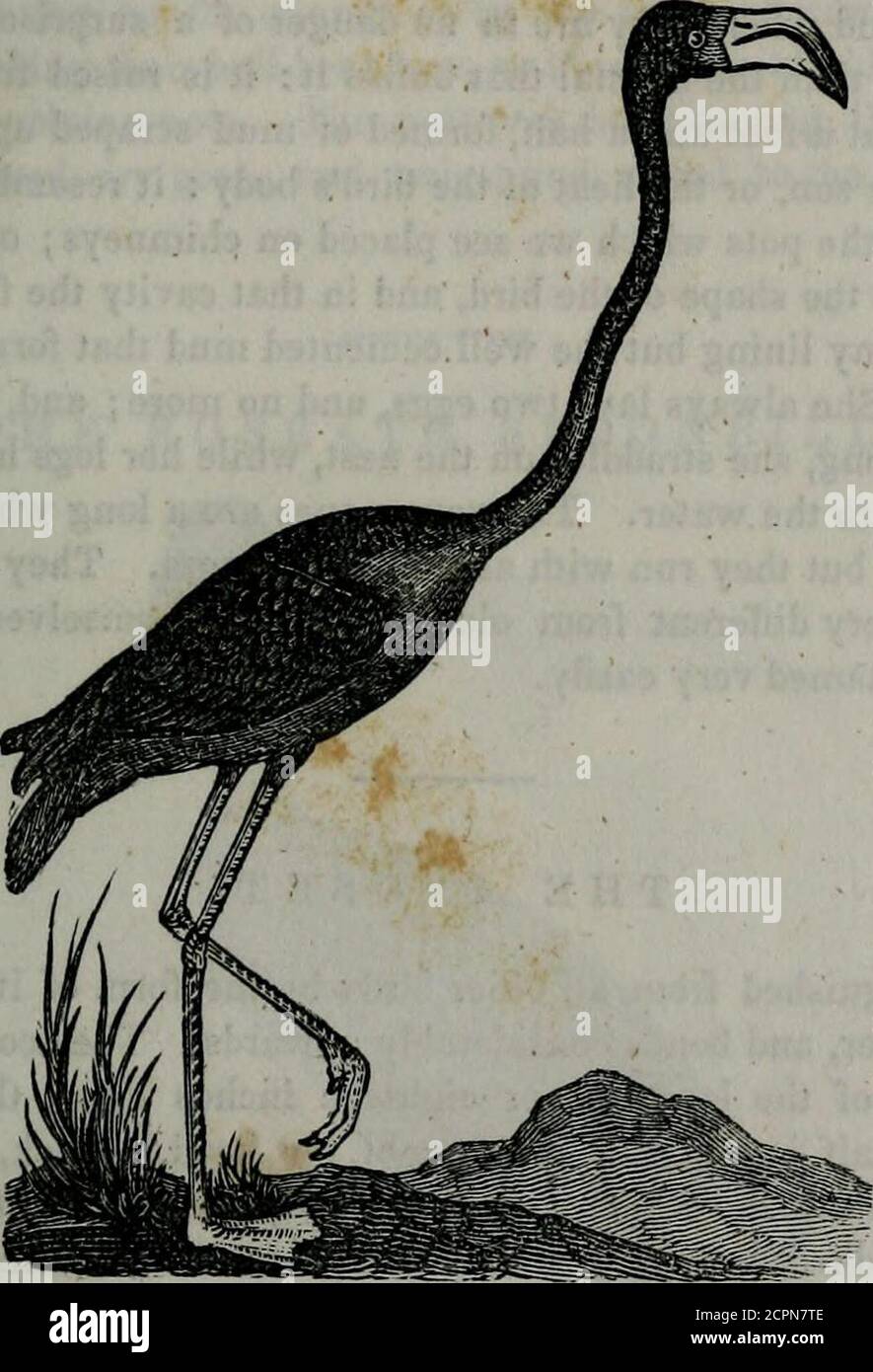 Articulated toes hi-res stock photography and images - Alamy