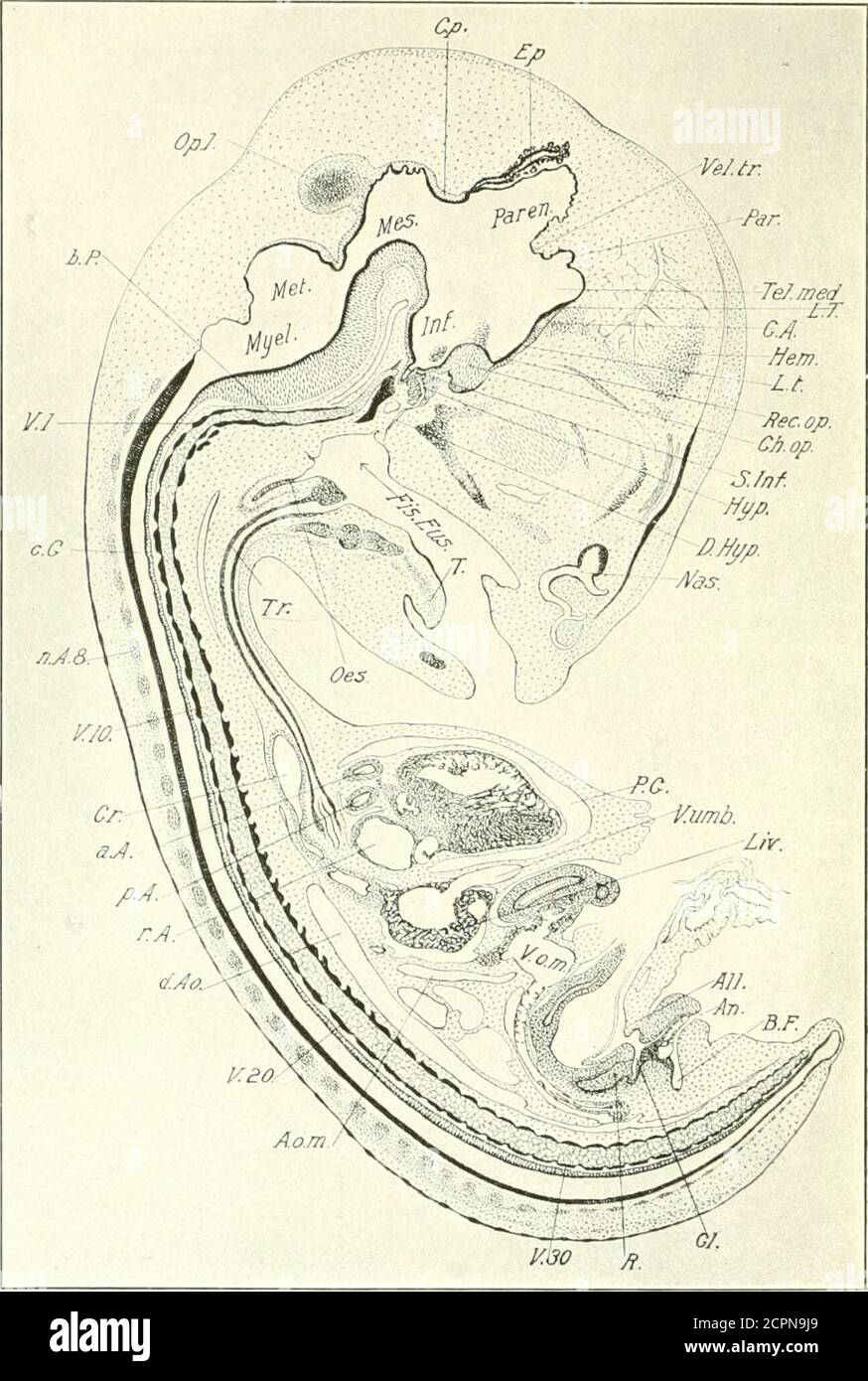 . The development of the chick; an introduction to embryology . ear the ...