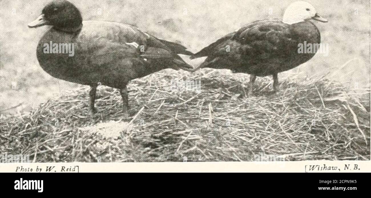 Large windpipe hi-res stock photography and images - Alamy