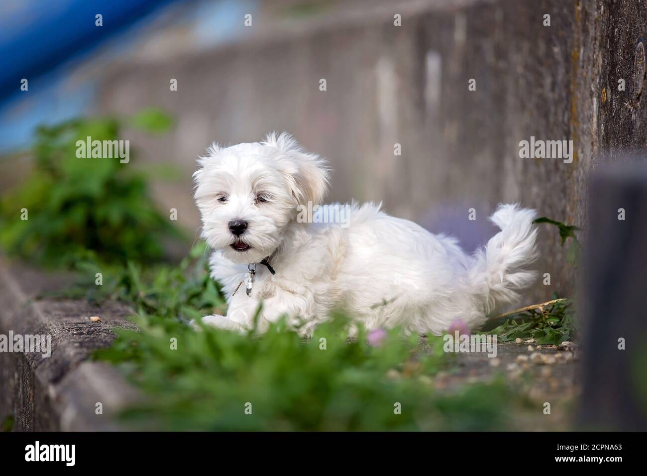 Little cute maltese puppy dog, playing in the park on a sunny day Stock ...