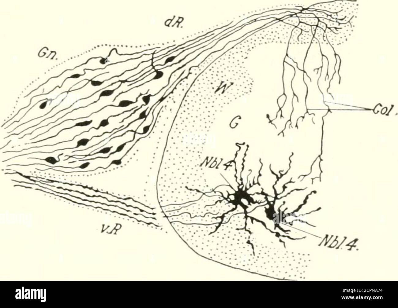 . The development of the chick; an introduction to embryology . him ...