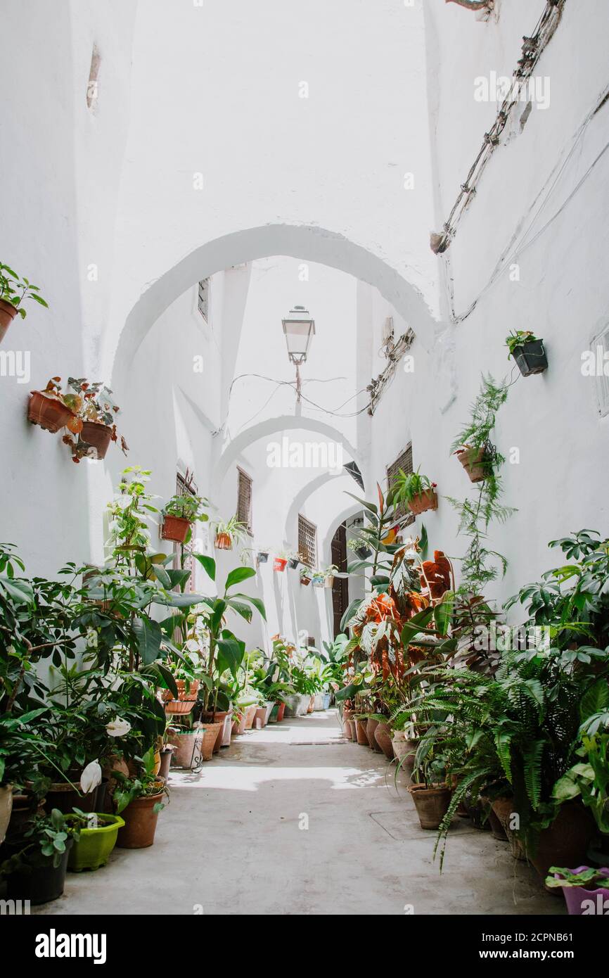 Revival with plants hi-res stock photography and images - Alamy