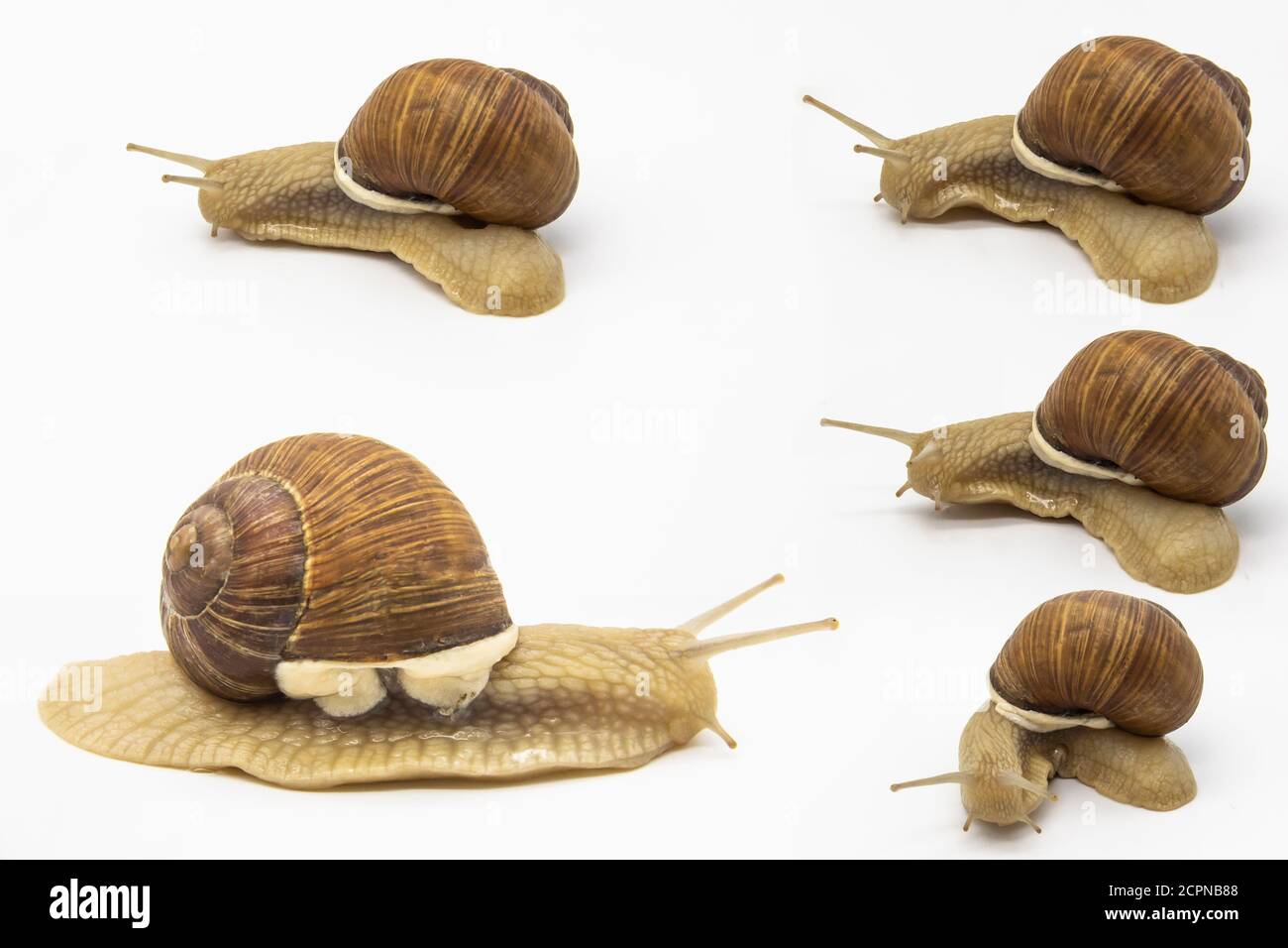 Set of various position of grape snails isolated on white background ...