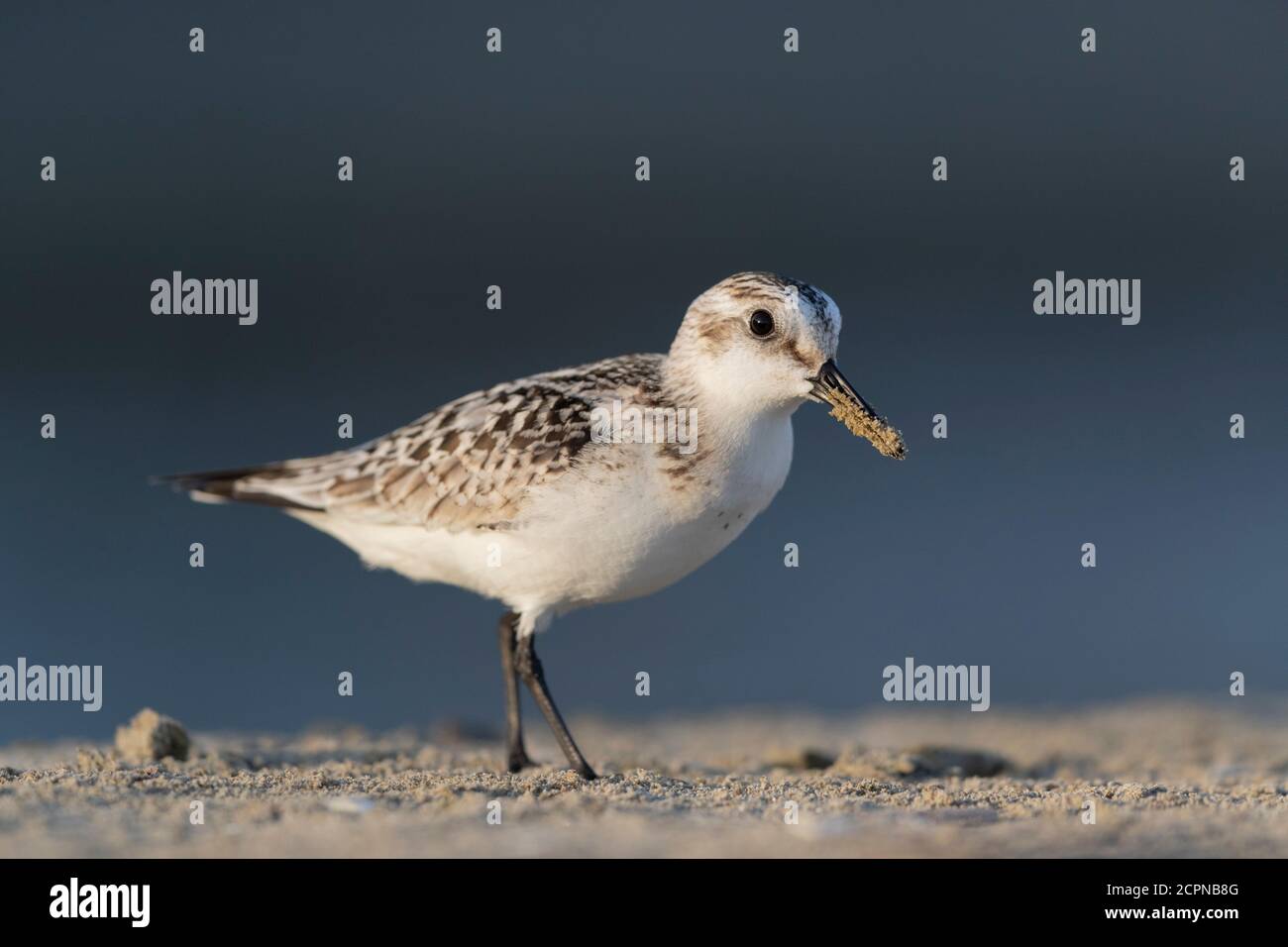 Waders or shorebirds, sanderling on the beach Stock Photo - Alamy