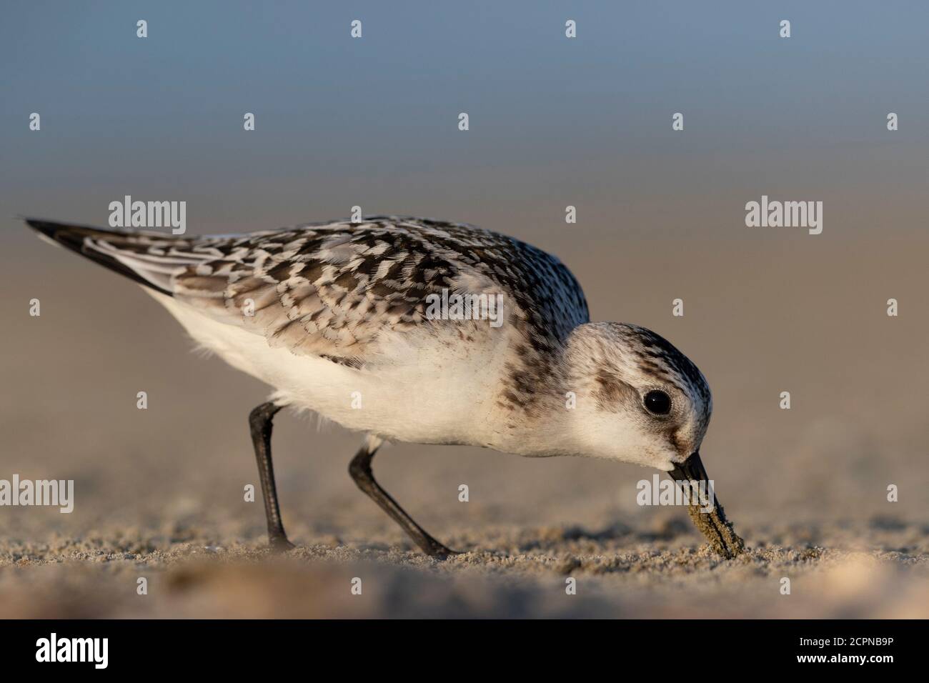 Waders or shorebirds, sanderling on the beach Stock Photo - Alamy