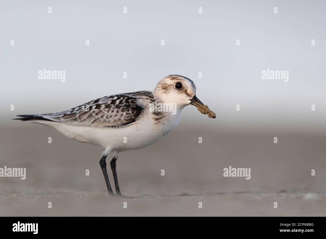 Waders or shorebirds, sanderling on the beach Stock Photo - Alamy