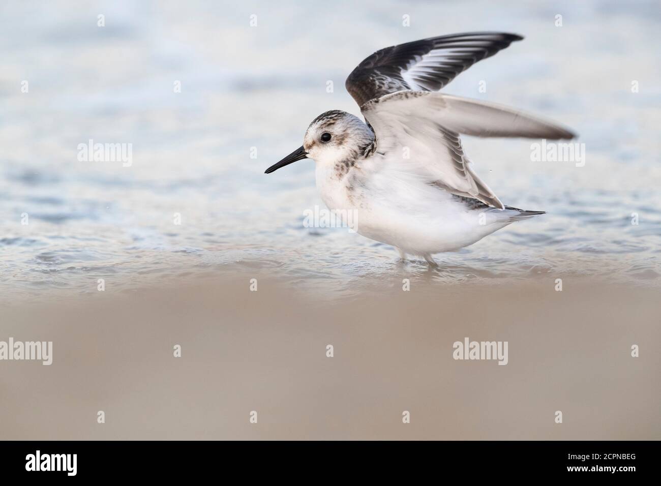 Waders or shorebirds, sanderling on the beach Stock Photo - Alamy