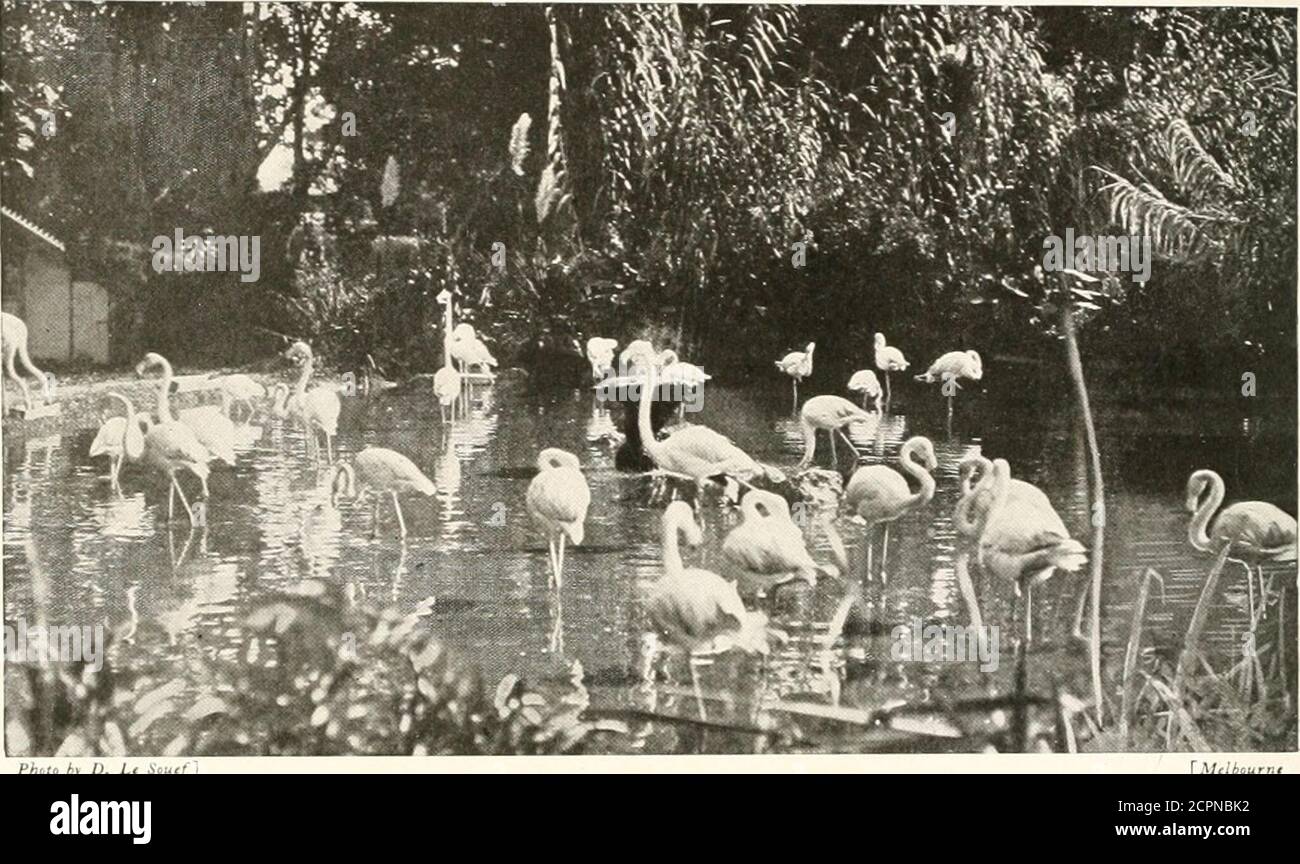 . Birds of other lands, reptiles, fishes, jointed animals and lower ...