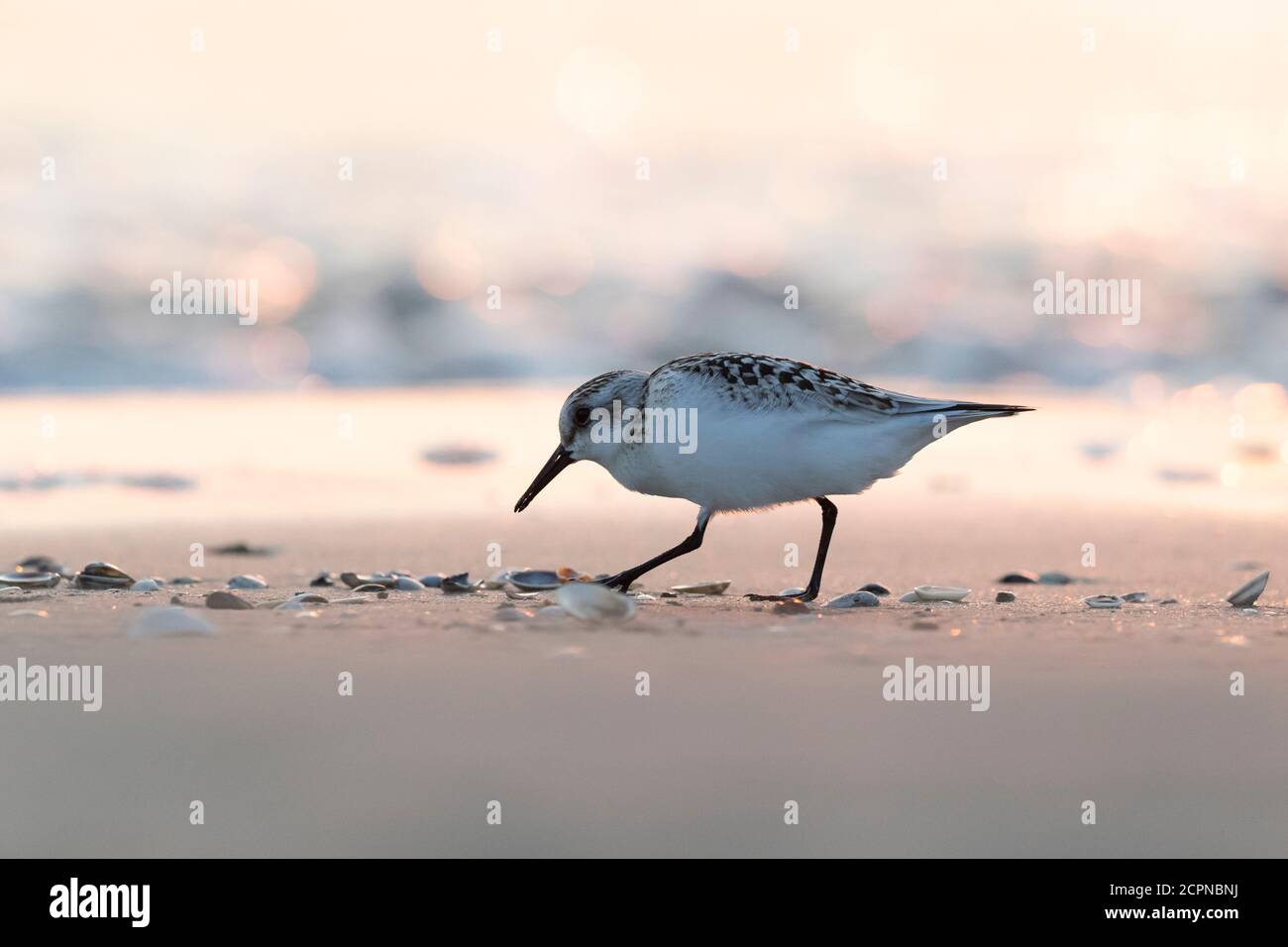 Waders on sea shore at sunset hi-res stock photography and images - Alamy
