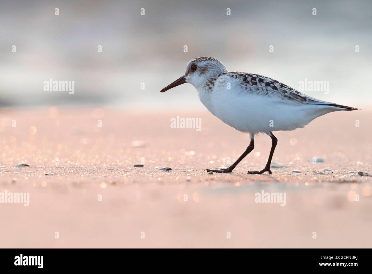 Waders or shorebirds, sanderling on the beach Stock Photo - Alamy