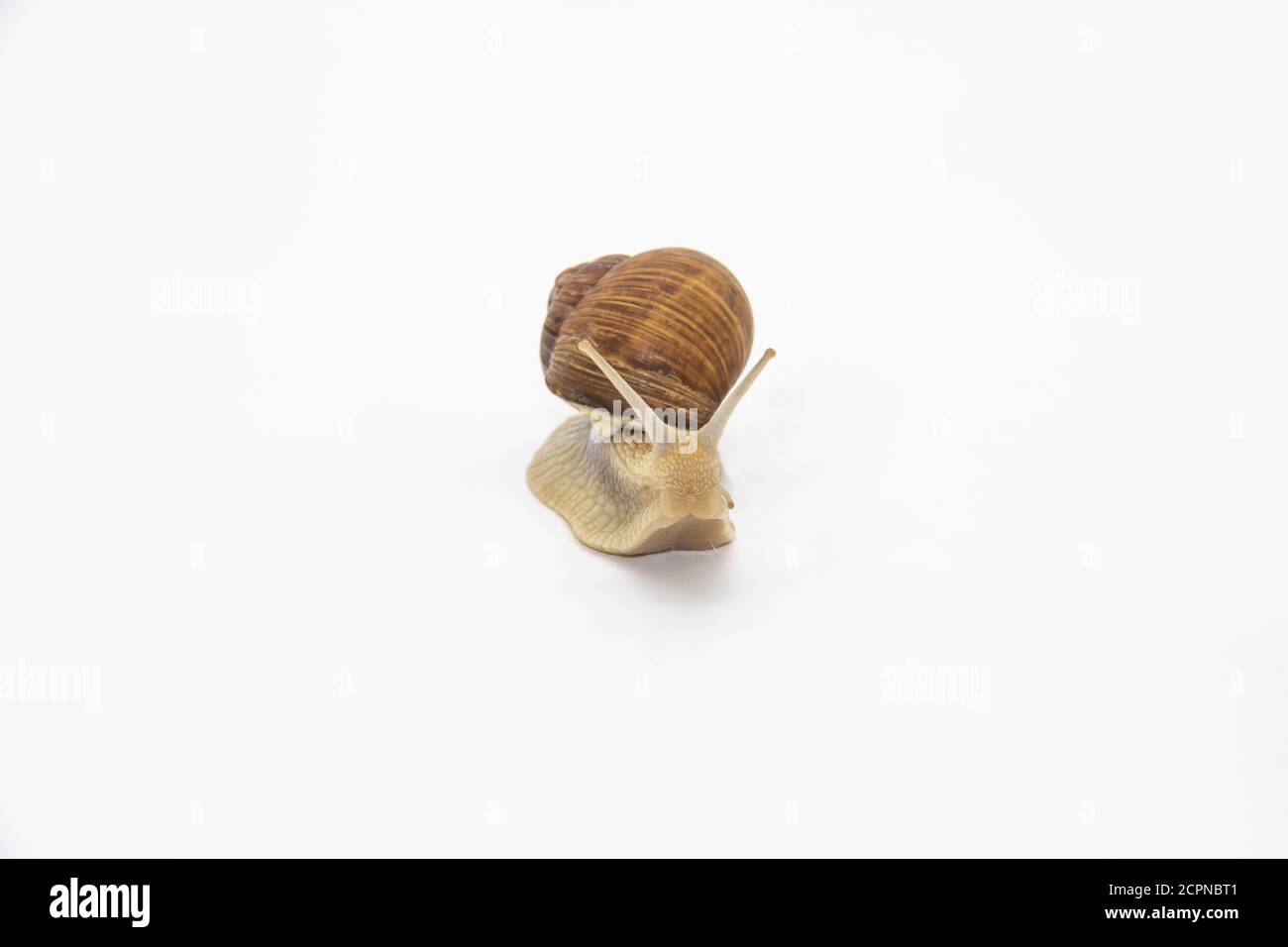 Snail on the white background. Snail moving forward against white ...