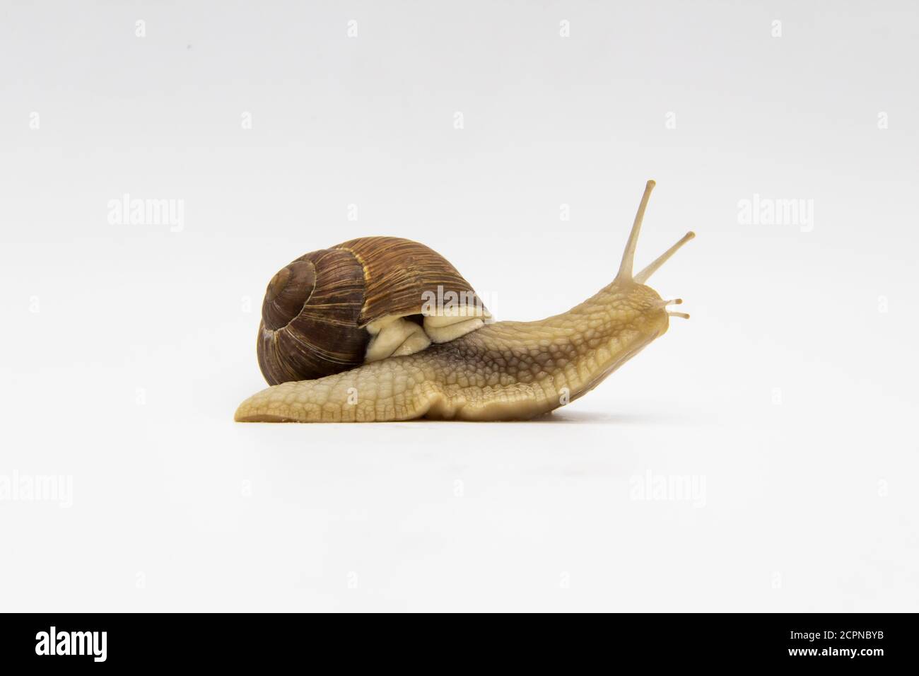 Snail on the white background. Snail moving forward against white ...