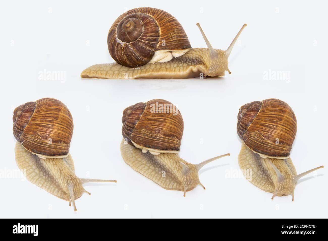 Set of various position of grape snails isolated on white background ...
