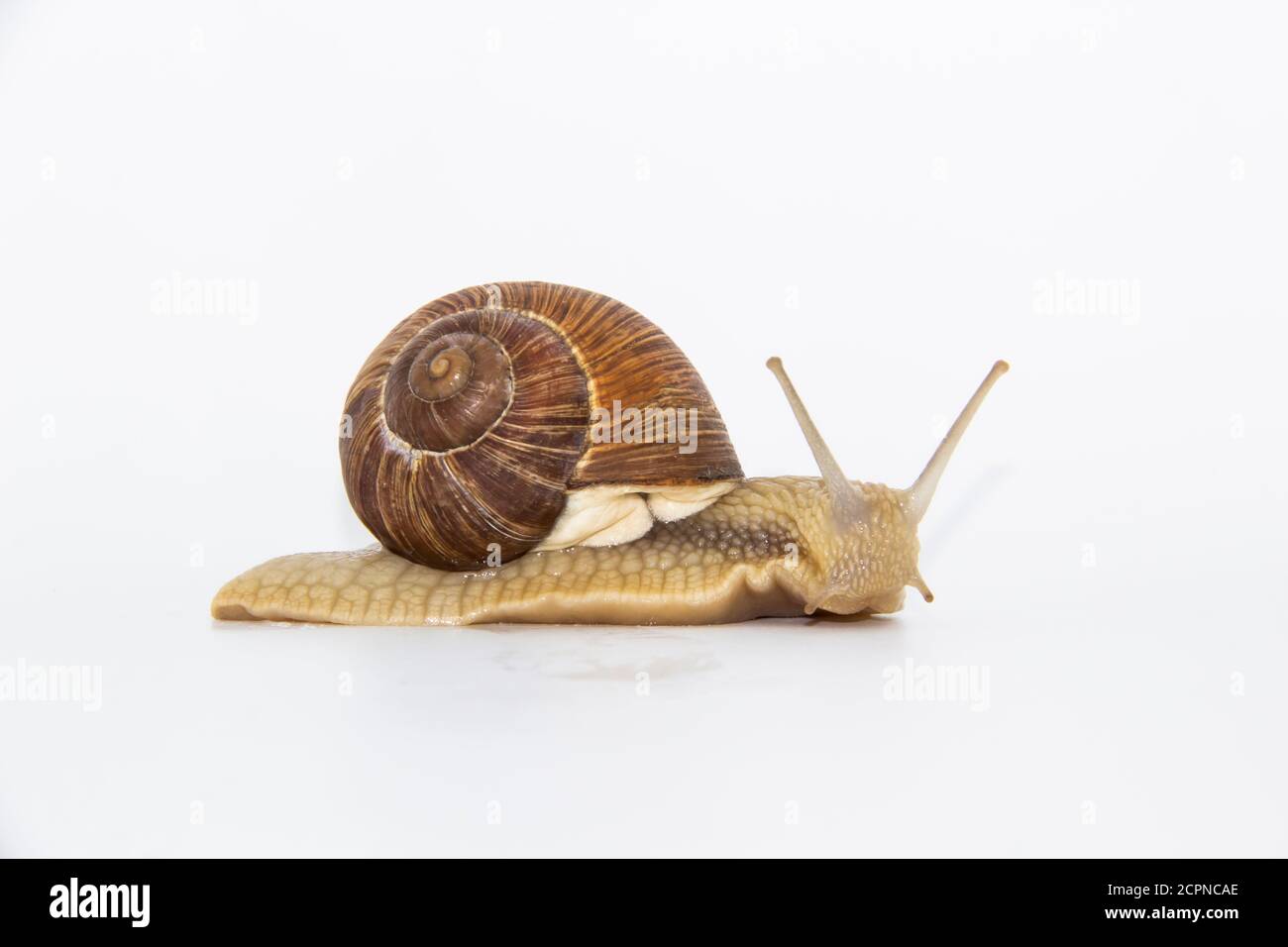Snail on the white background. Snail moving forward against white ...