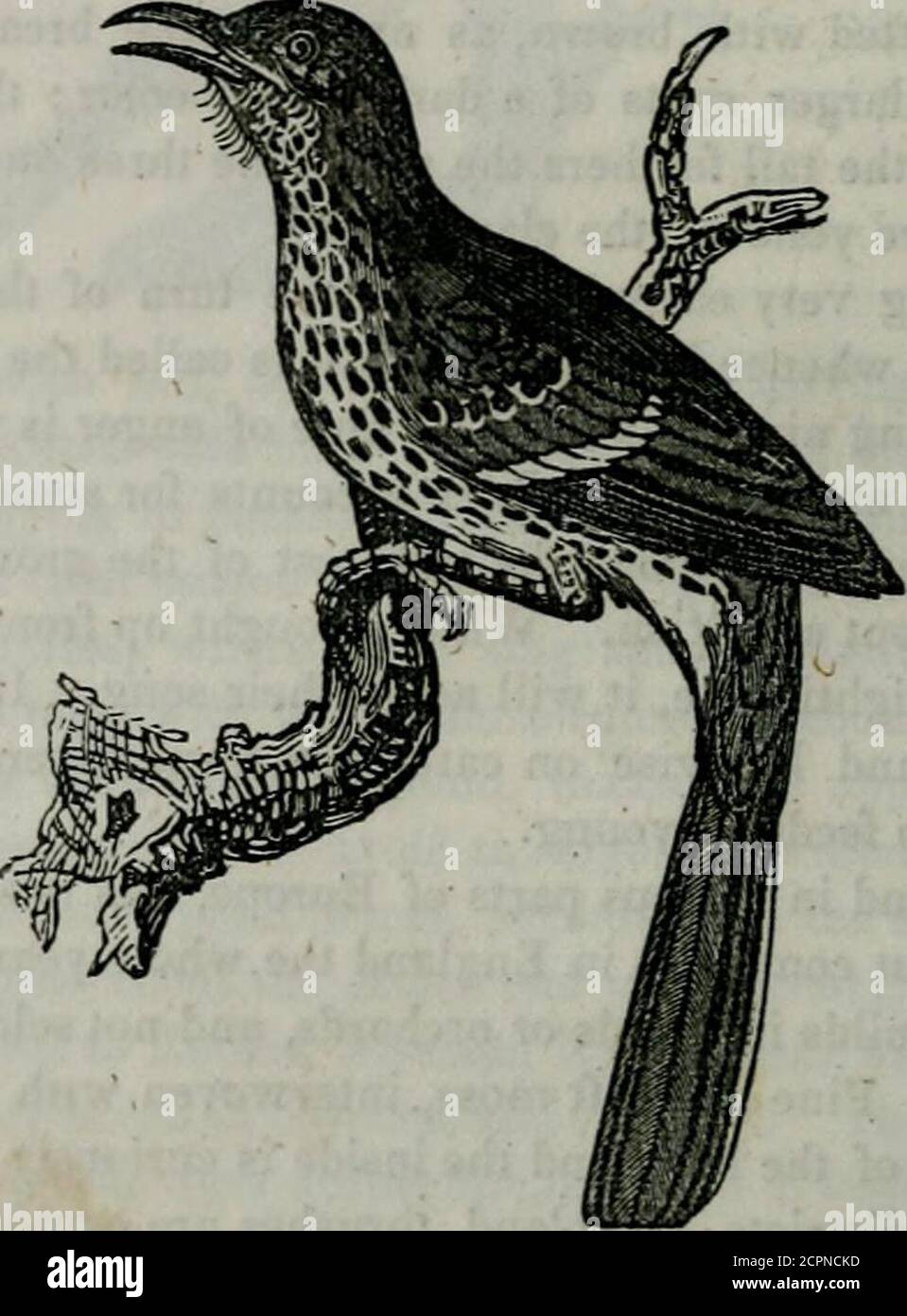 Half man half snake hi-res stock photography and images - Alamy