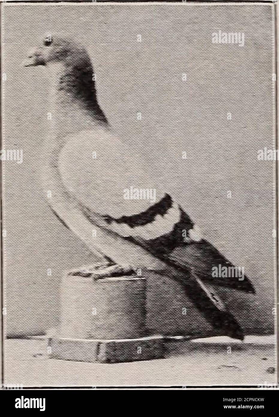 . Our domestic birds; elementary lessons in aviculture . Fig. iSS ...