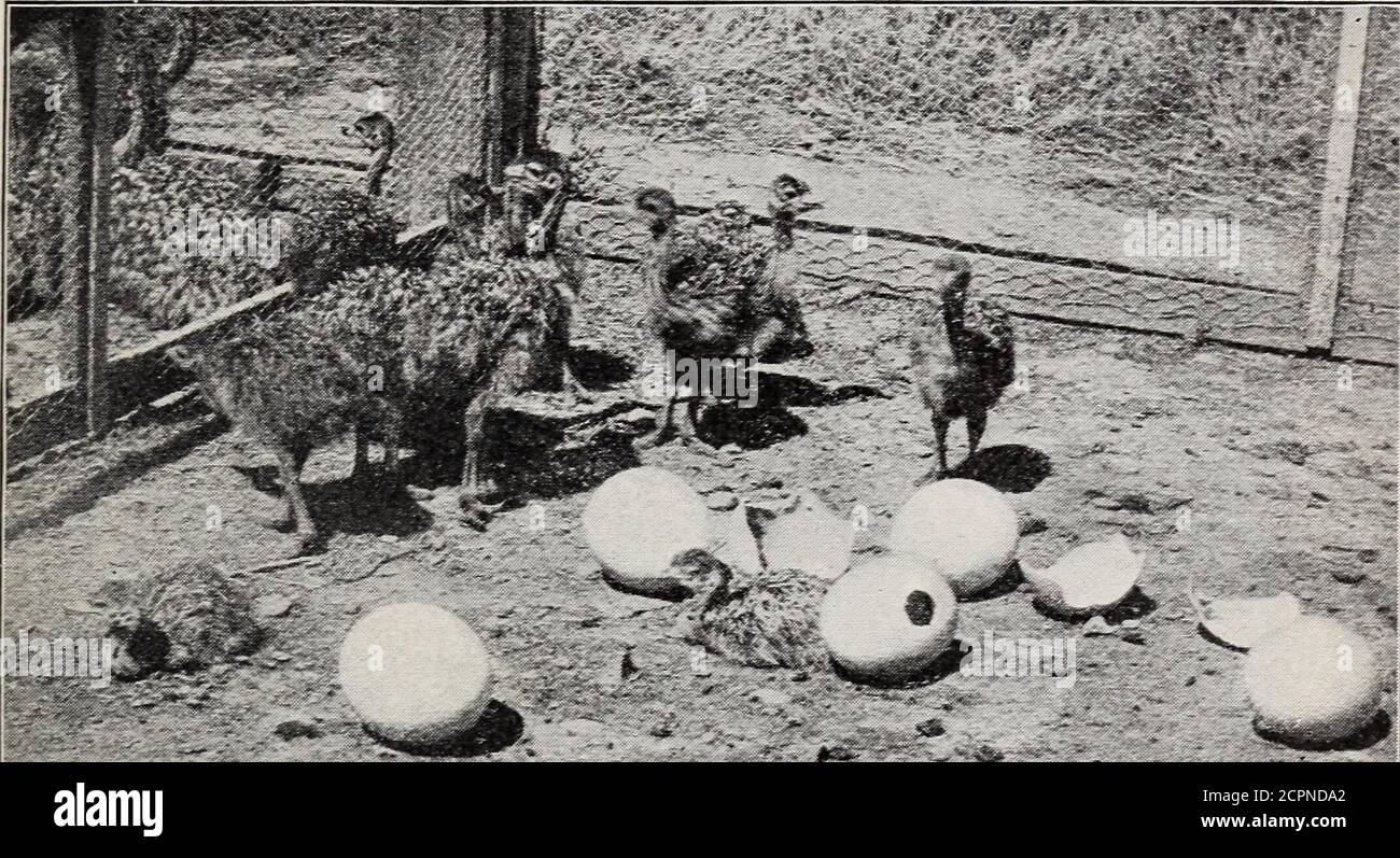 Ostrich scale hi-res stock photography and images - Alamy