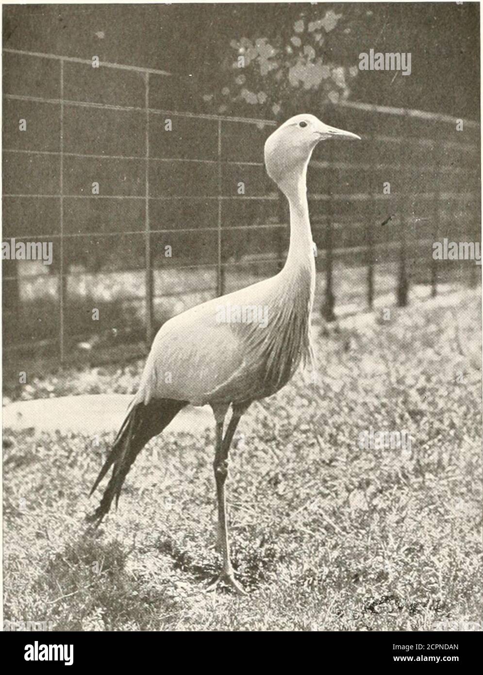 Pheasant claws hi-res stock photography and images - Alamy
