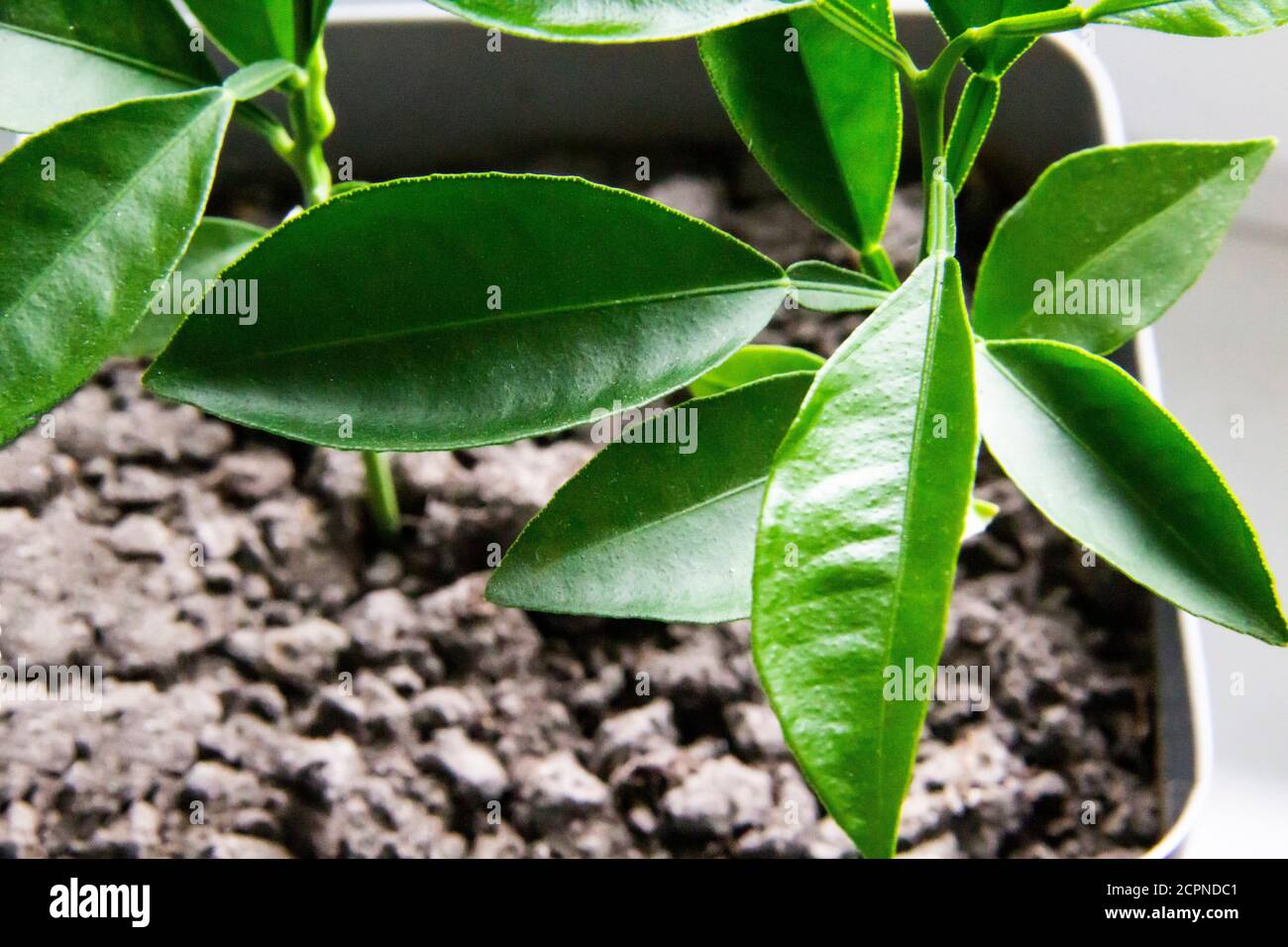 Lemon leaves grow from the ground in a flower pot Stock Photo - Alamy