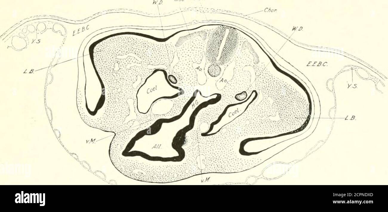 . The development of the chick; an introduction to embryology . (Fig ...
