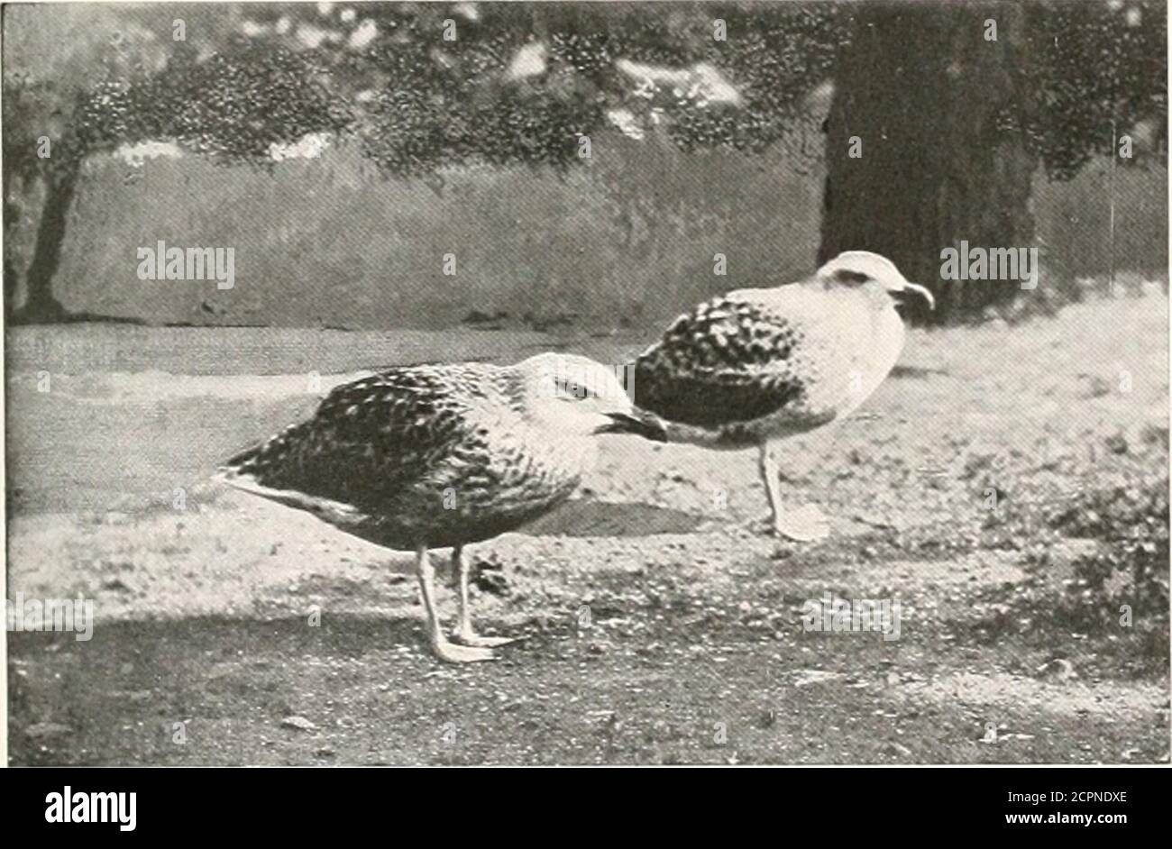 Scissor beaks hi-res stock photography and images - Alamy